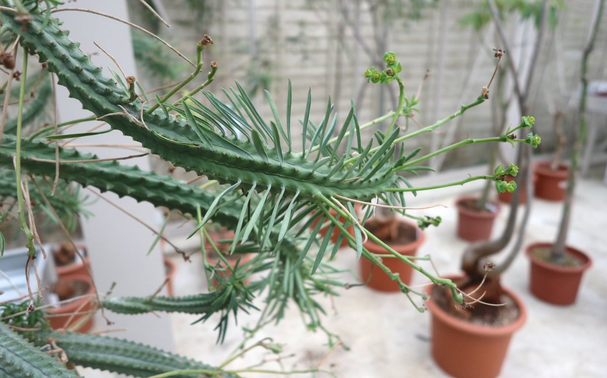 A GLOSSARY ON PLANT SHAPES – Conservatory Archives