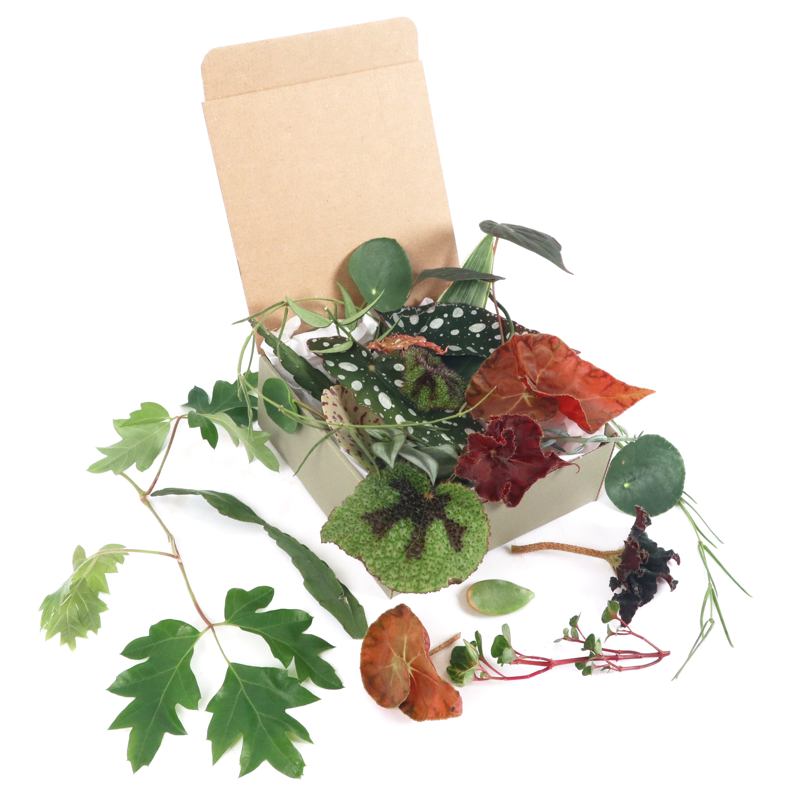Gifts – Conservatory Archives