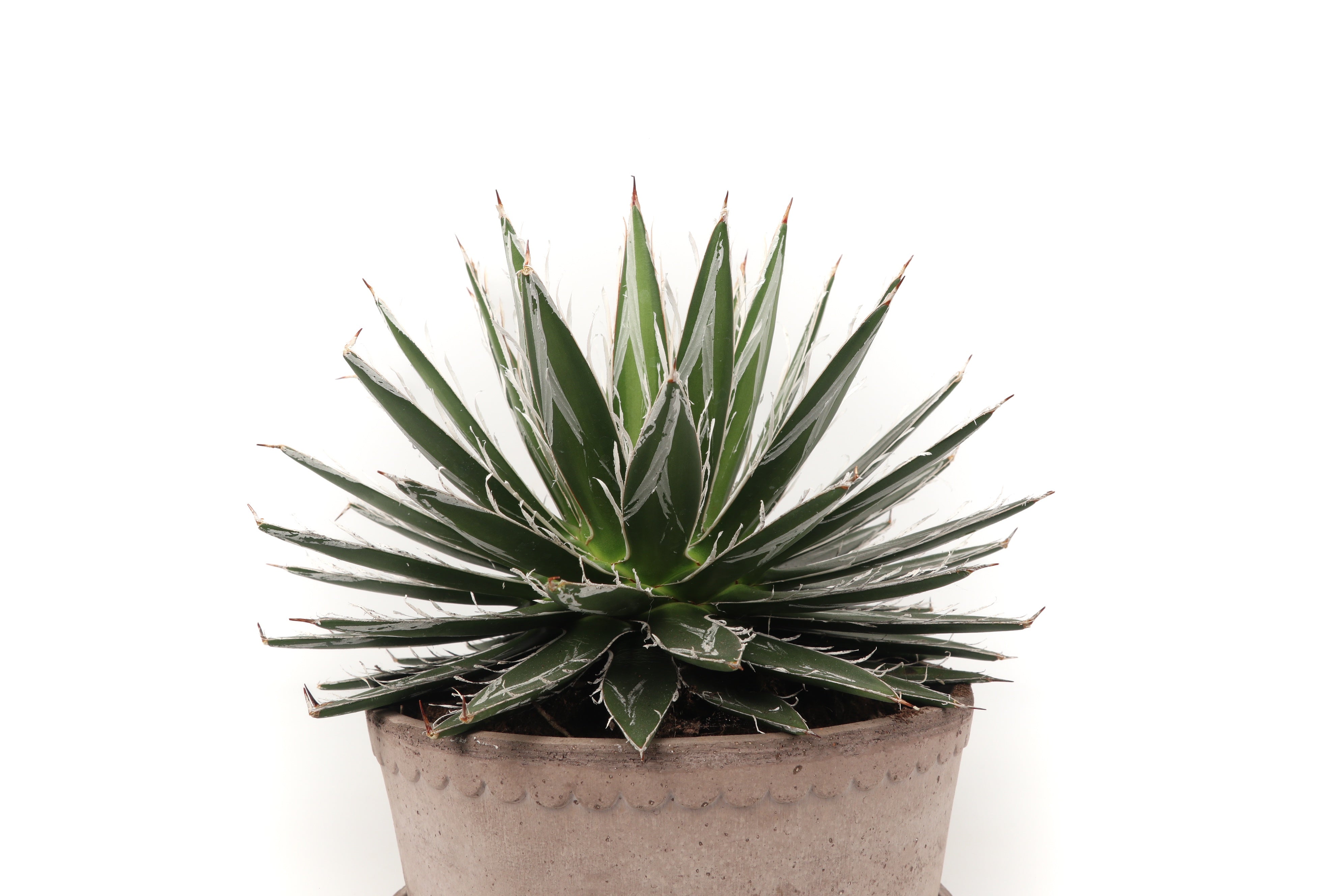 Agave filifera 'Atalaya' – Conservatory Archives