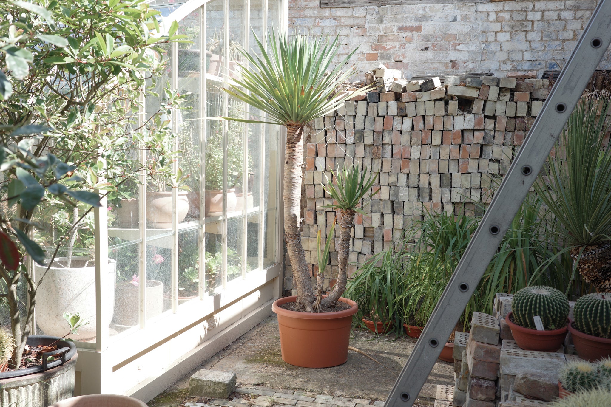 Dracaena draco Specimen 57 / 210 – Conservatory Archives