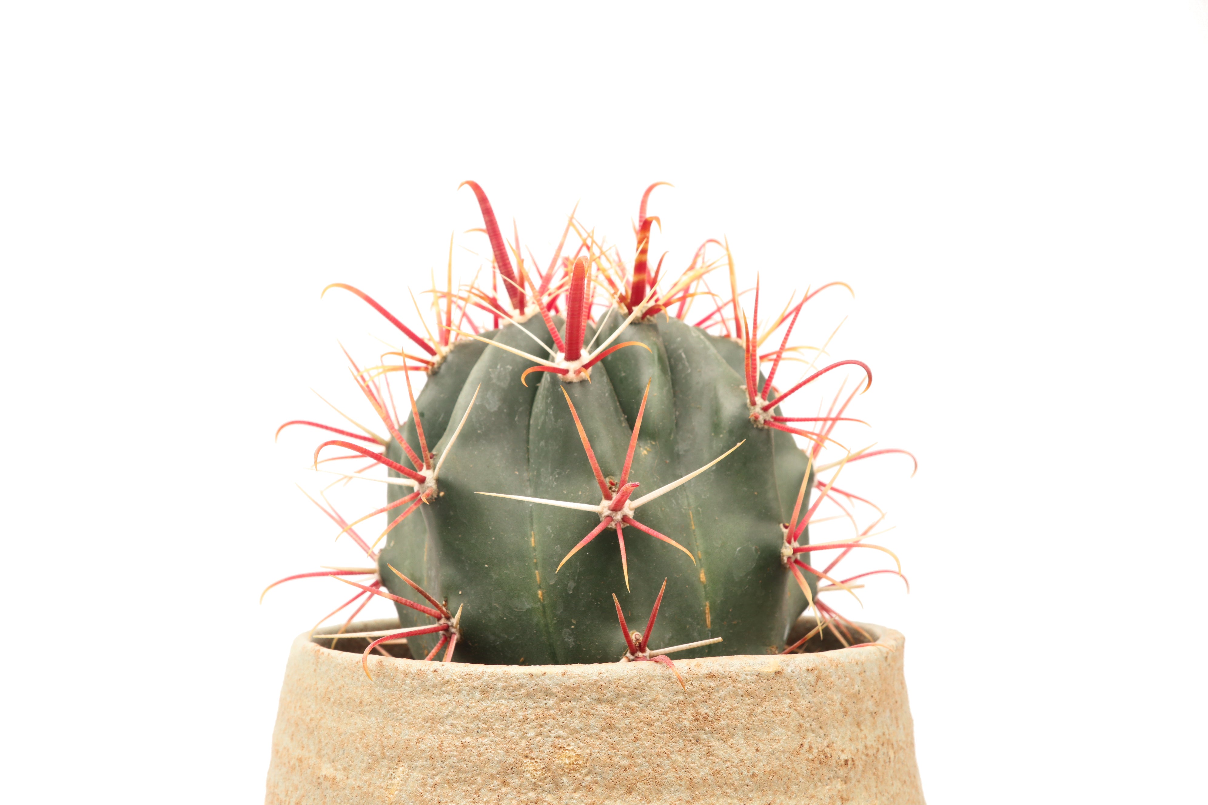 Ferocactus coloratus – Conservatory Archives