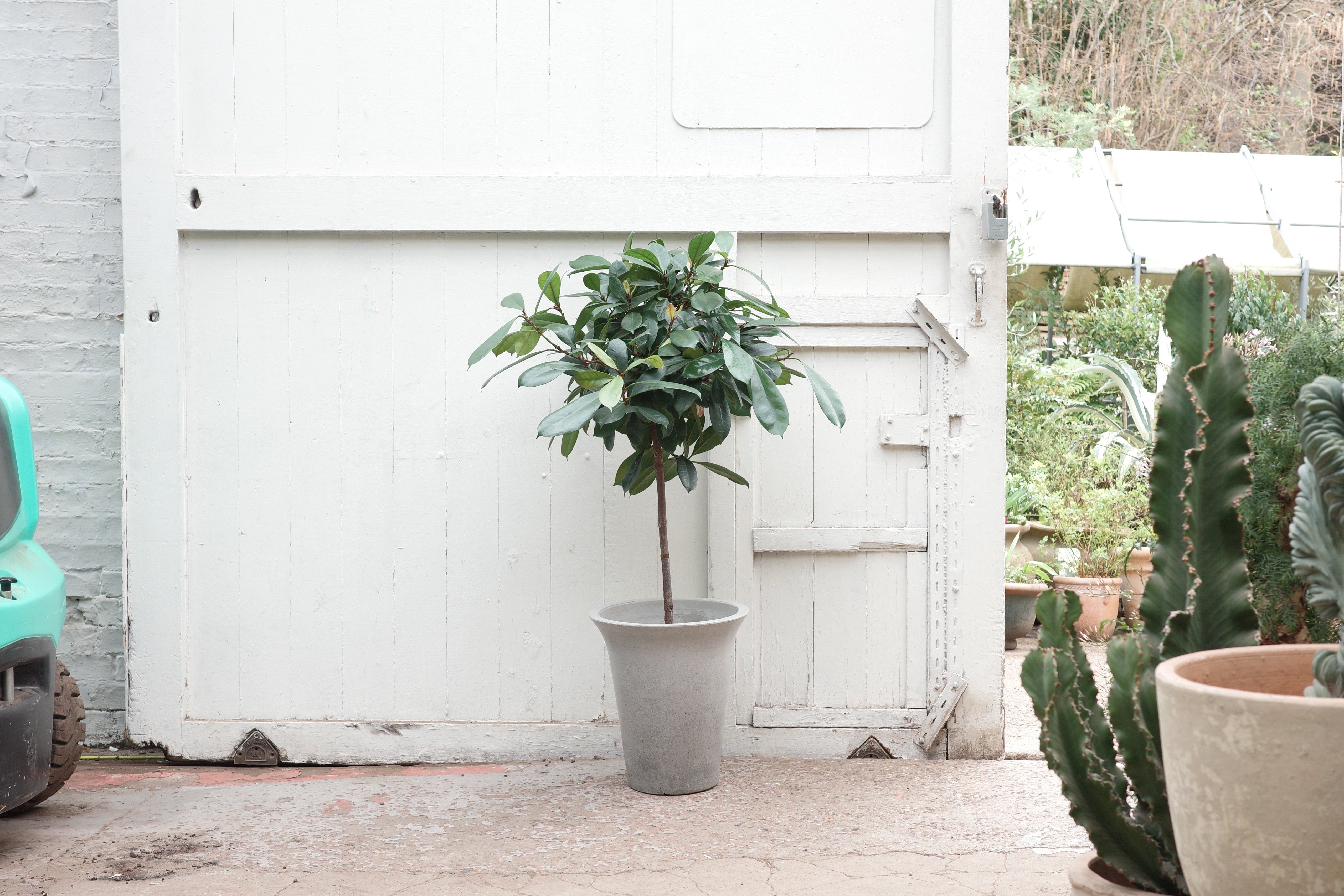 Ficus cyathistipula – Conservatory Archives