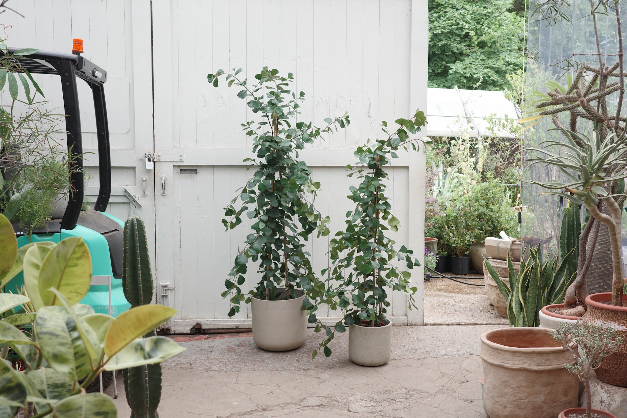 Ficus natalensis 'Trinova' – Conservatory Archives