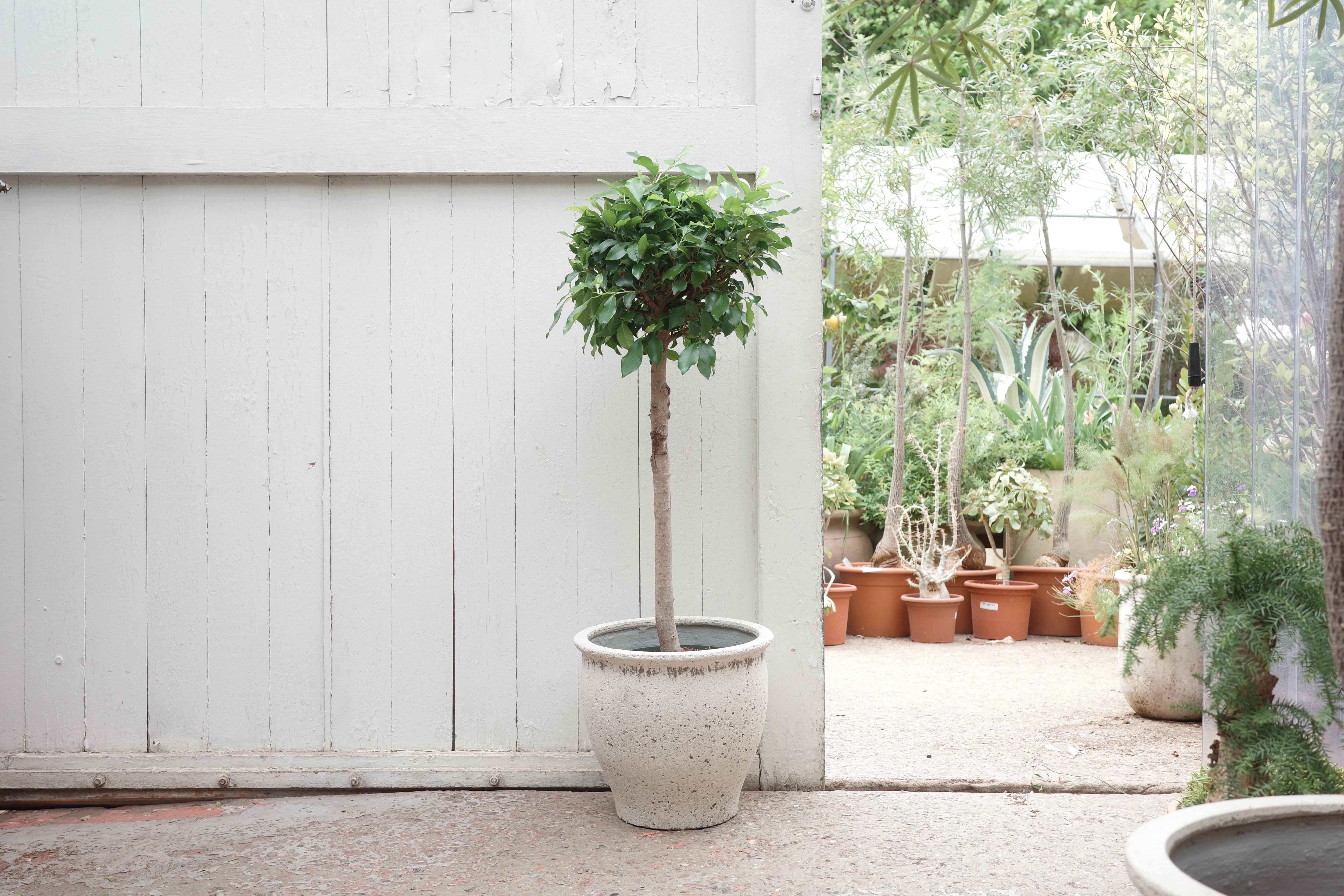 Ficus microcarpa 'Nitida' – Conservatory Archives