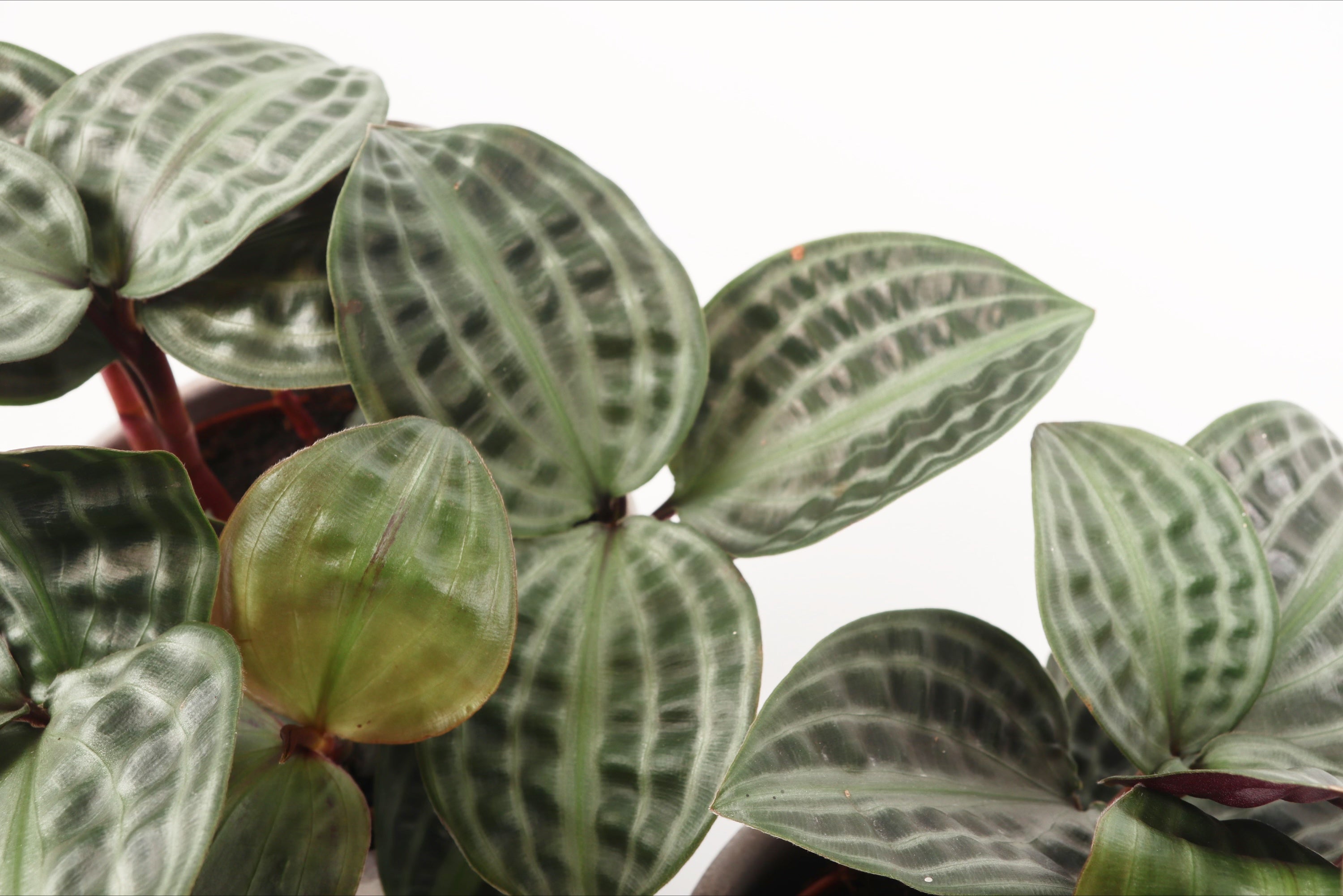 Geogenanthus poeppigii 'Florijn' – Conservatory Archives