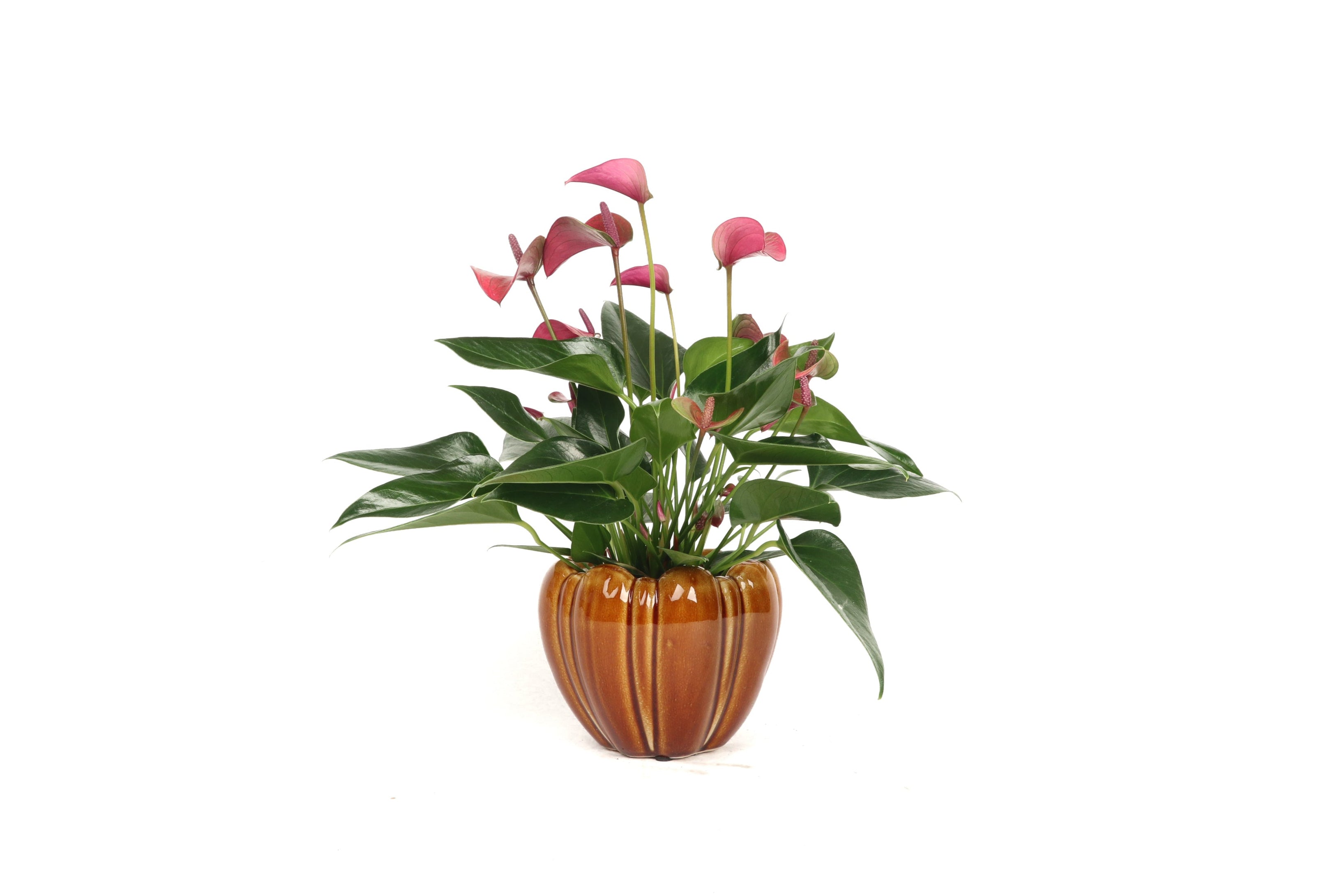 Anthurium andreanum 'Pure Purple' – Conservatory Archives