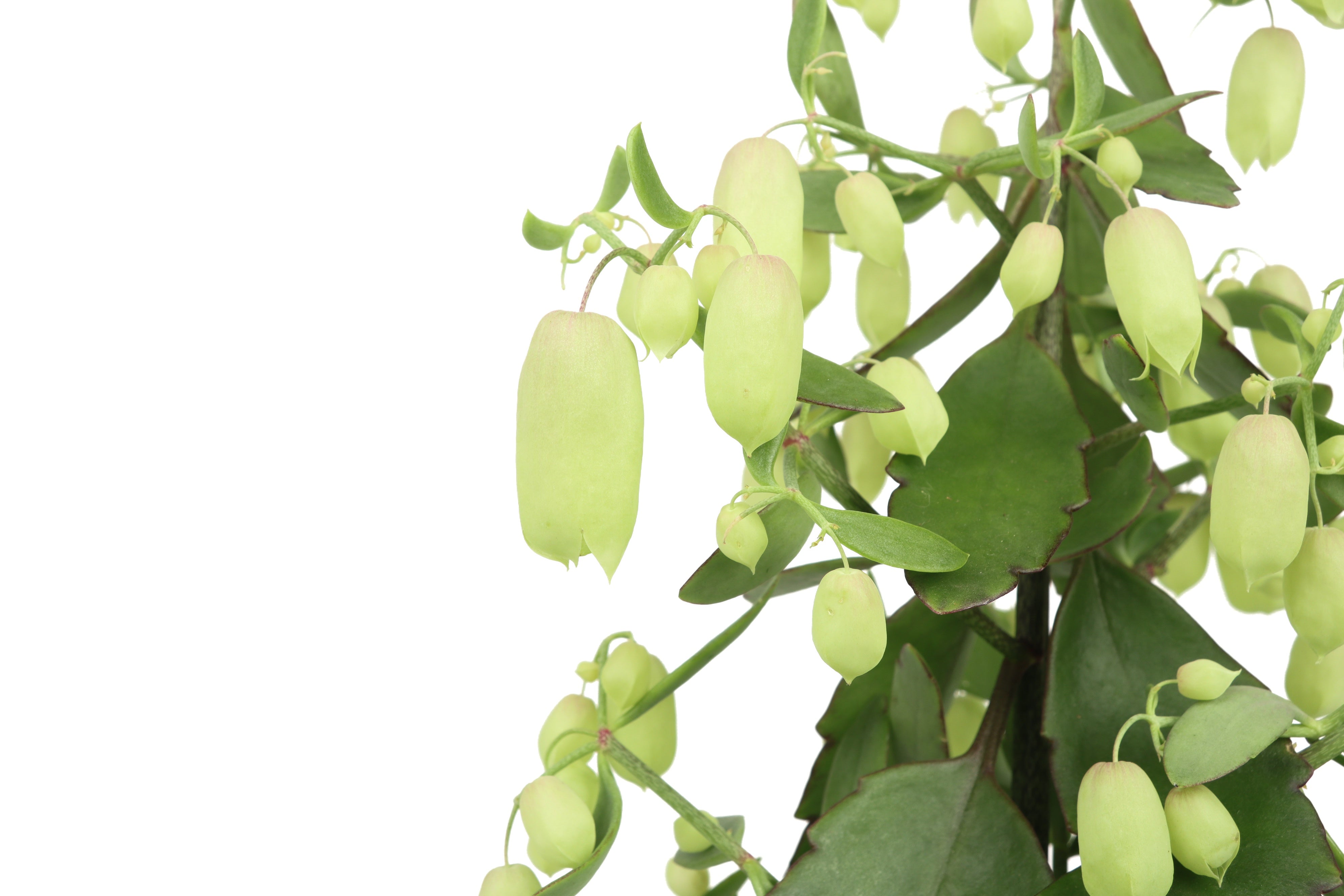 Kalanchoe 'Magic Bells' – Conservatory Archives