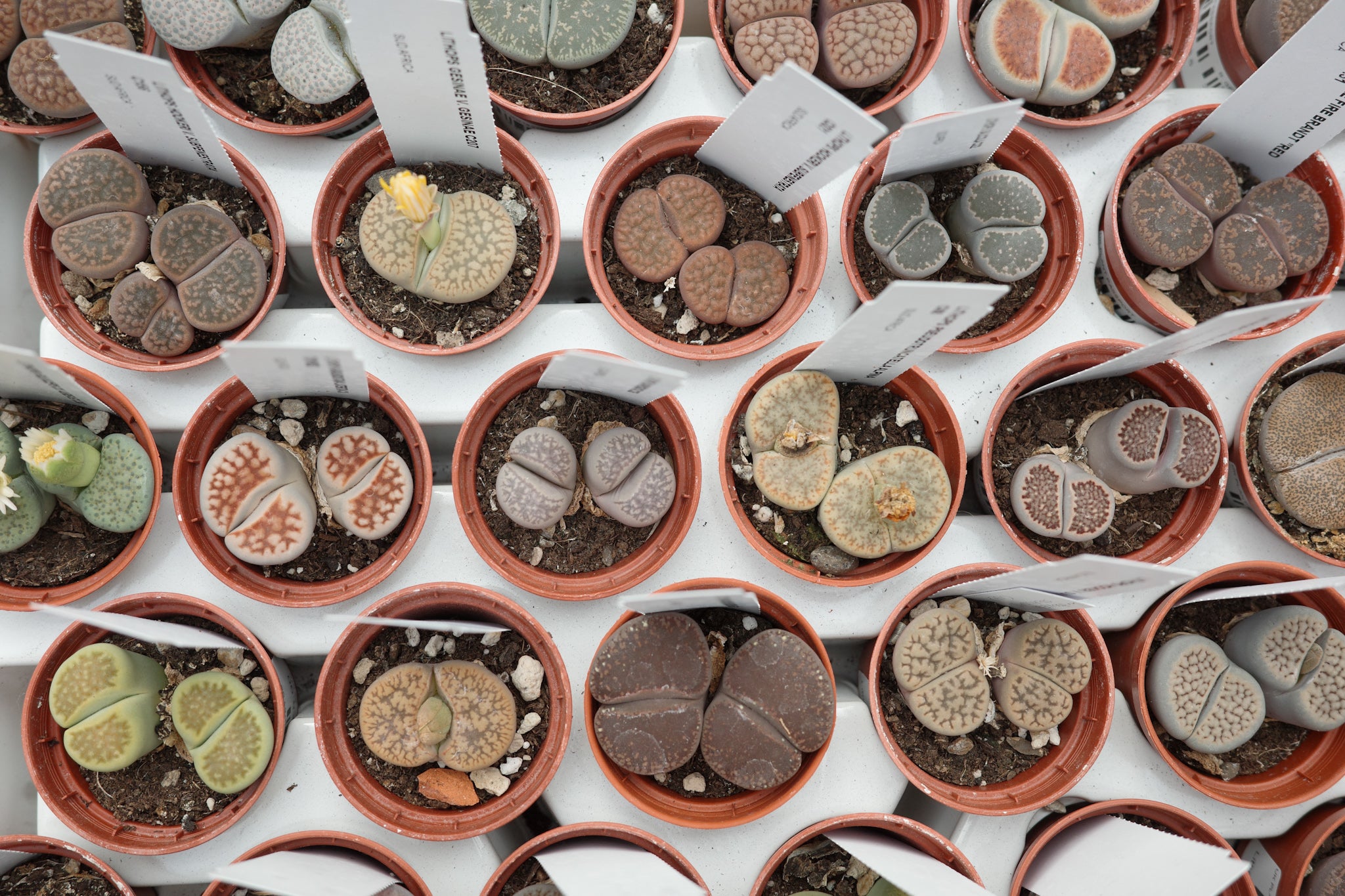 Lithops (Mixed Species) – Conservatory Archives
