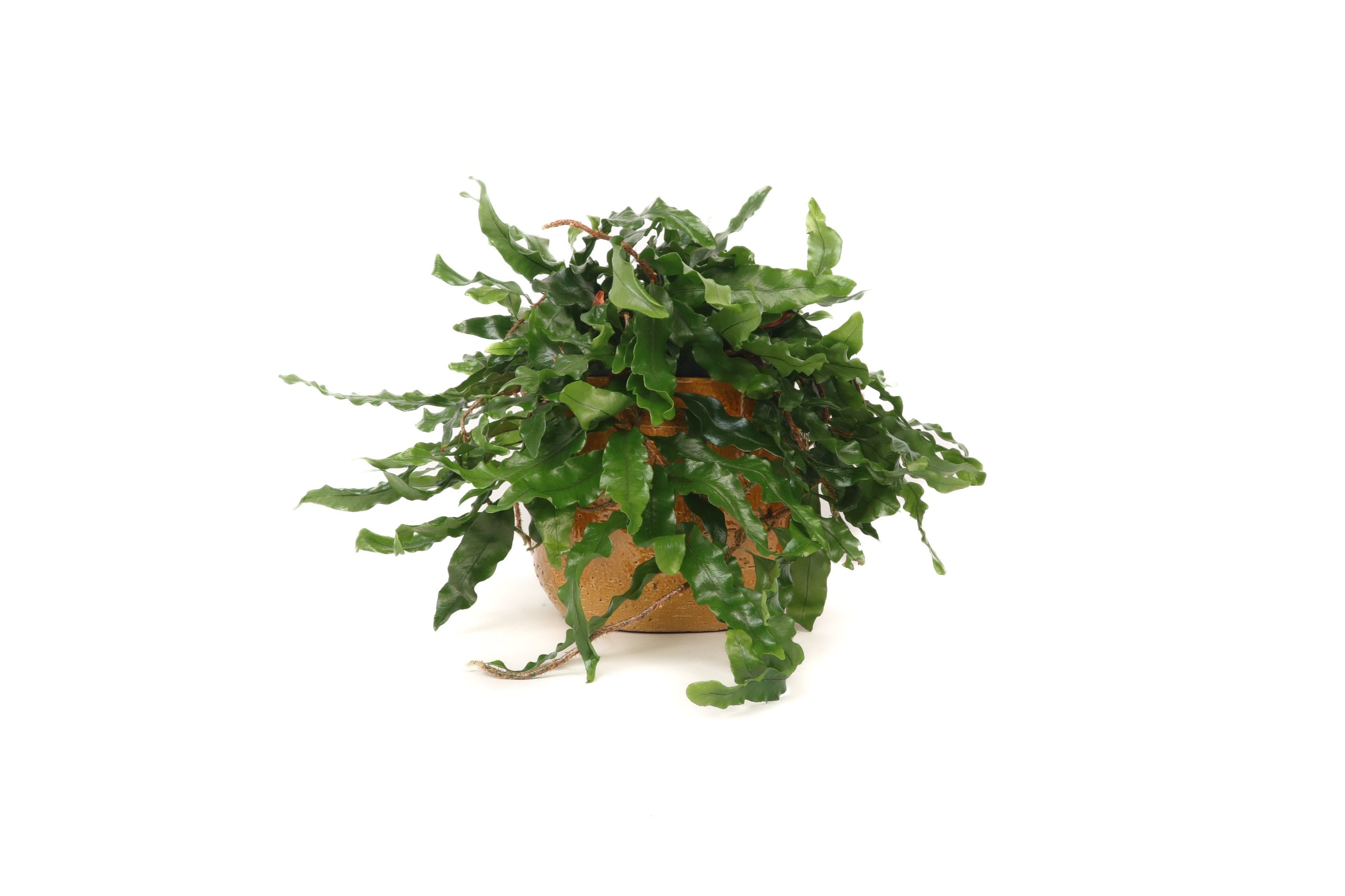 Microgramma nitida 'Monkey Hill' – Conservatory Archives