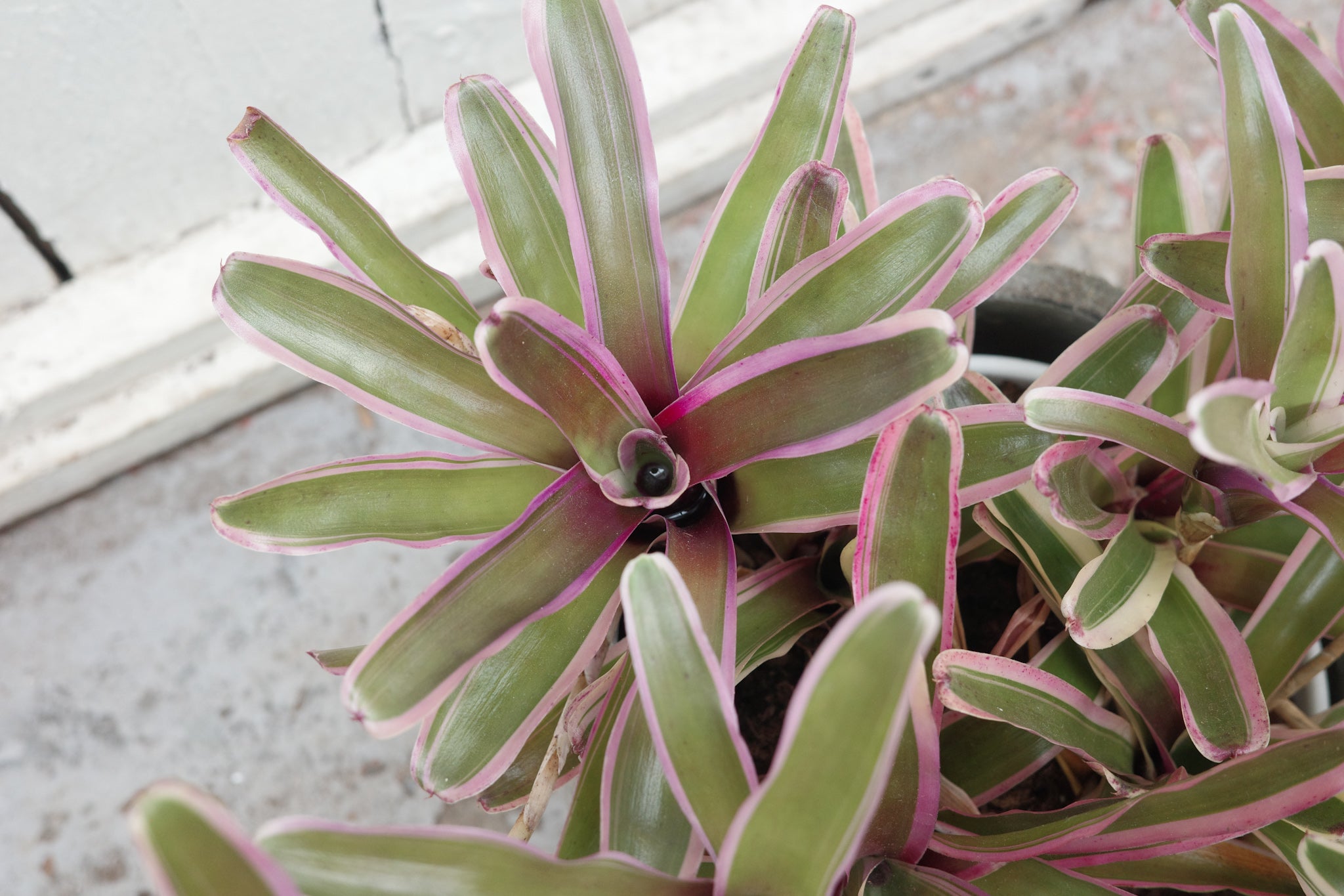 Neoregelia 'Fireball Donger' – Conservatory Archives
