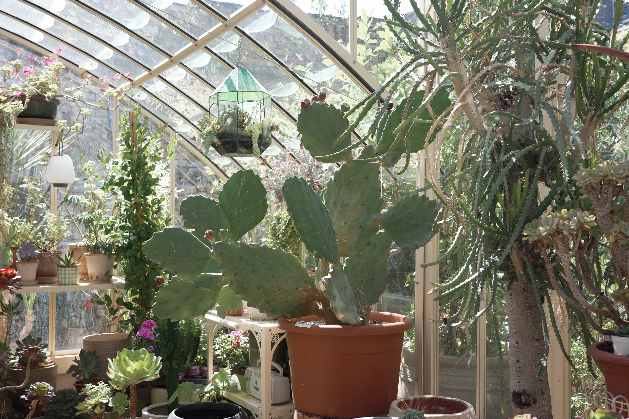 Opuntia undulata – Conservatory Archives
