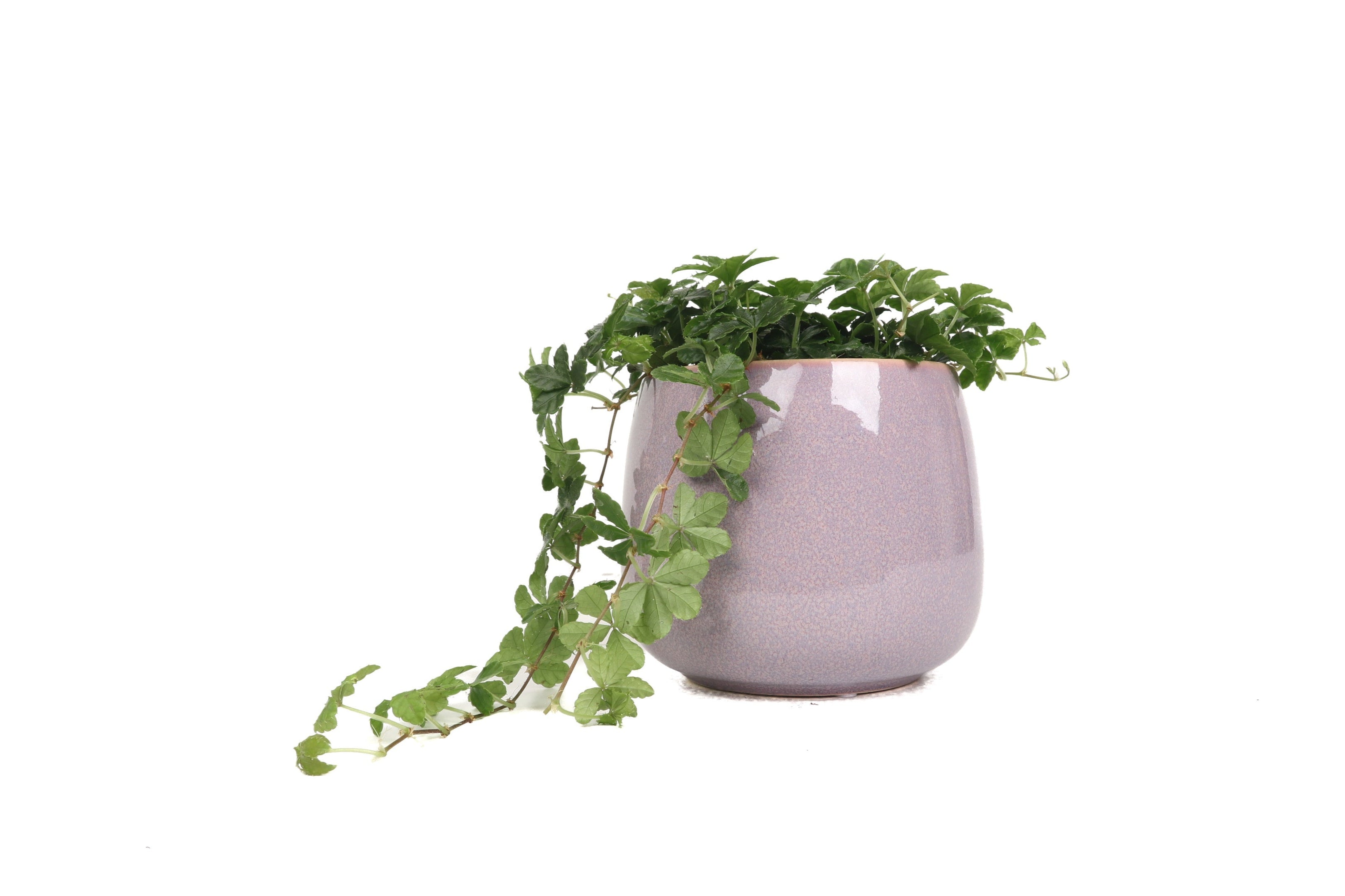 Parthenocissus 'Sugar Vine' – Conservatory Archives