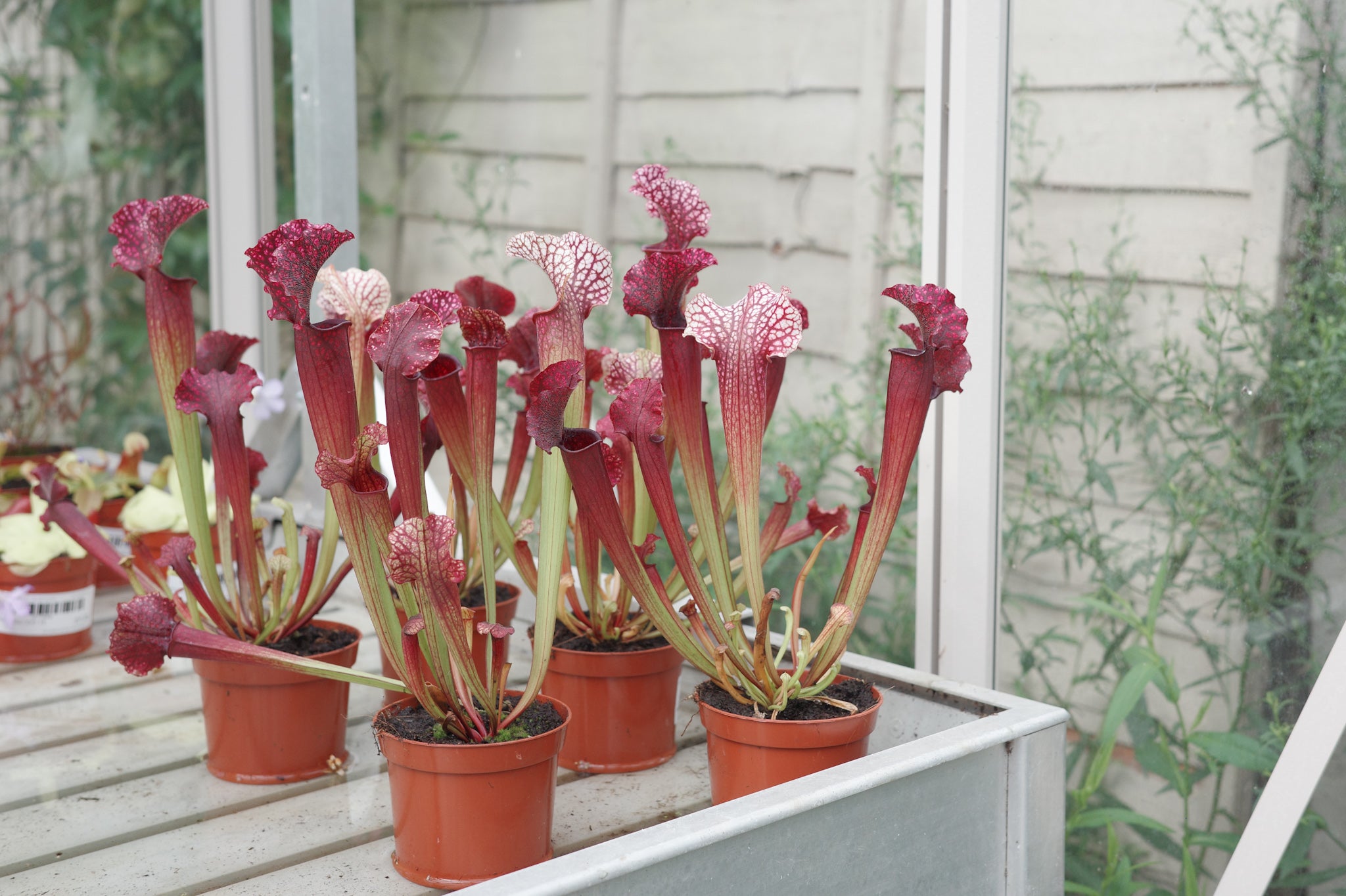 Sarracenia 'Judith Hindle' – Conservatory Archives
