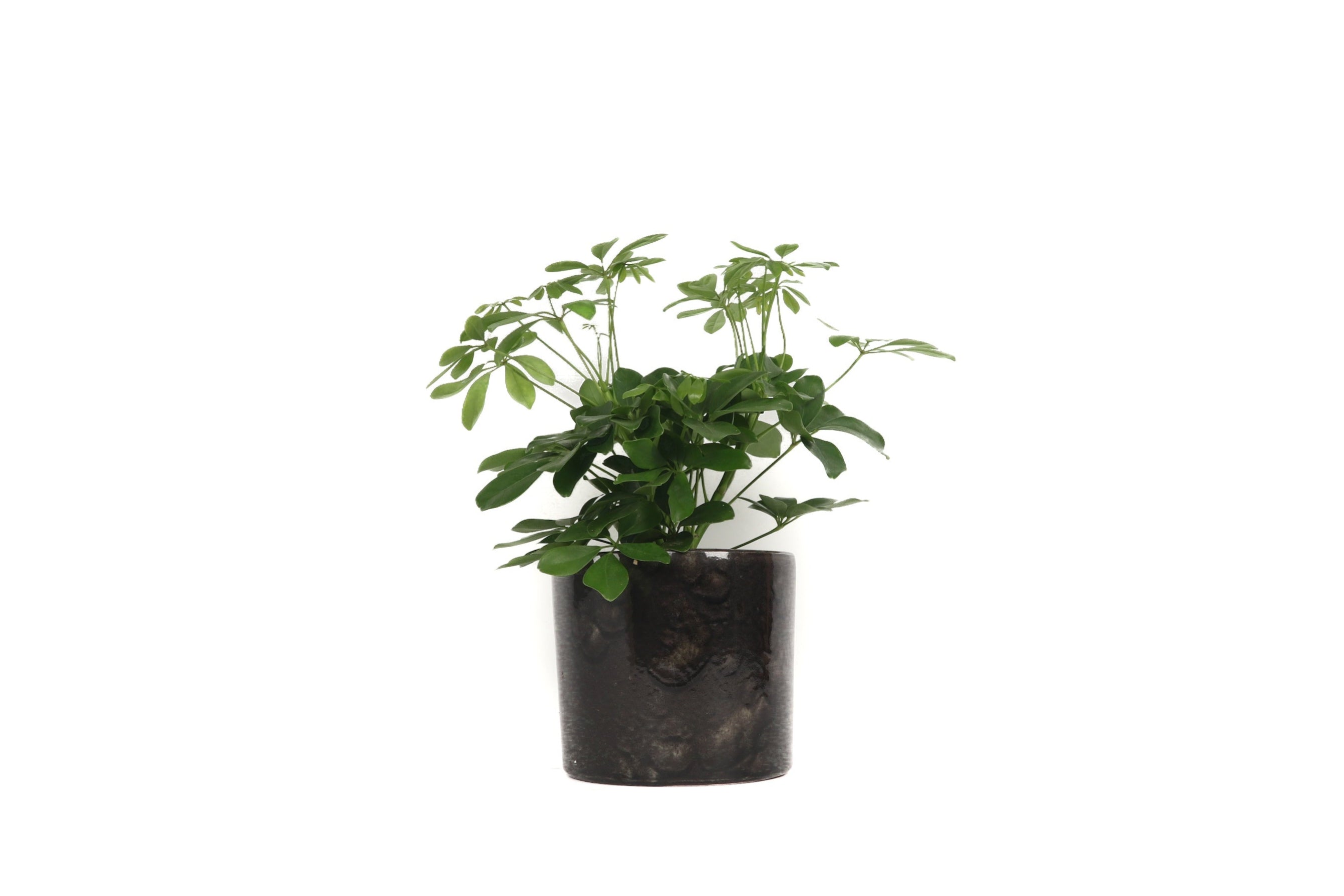 Schefflera arboricola 'Nora' – Conservatory Archives