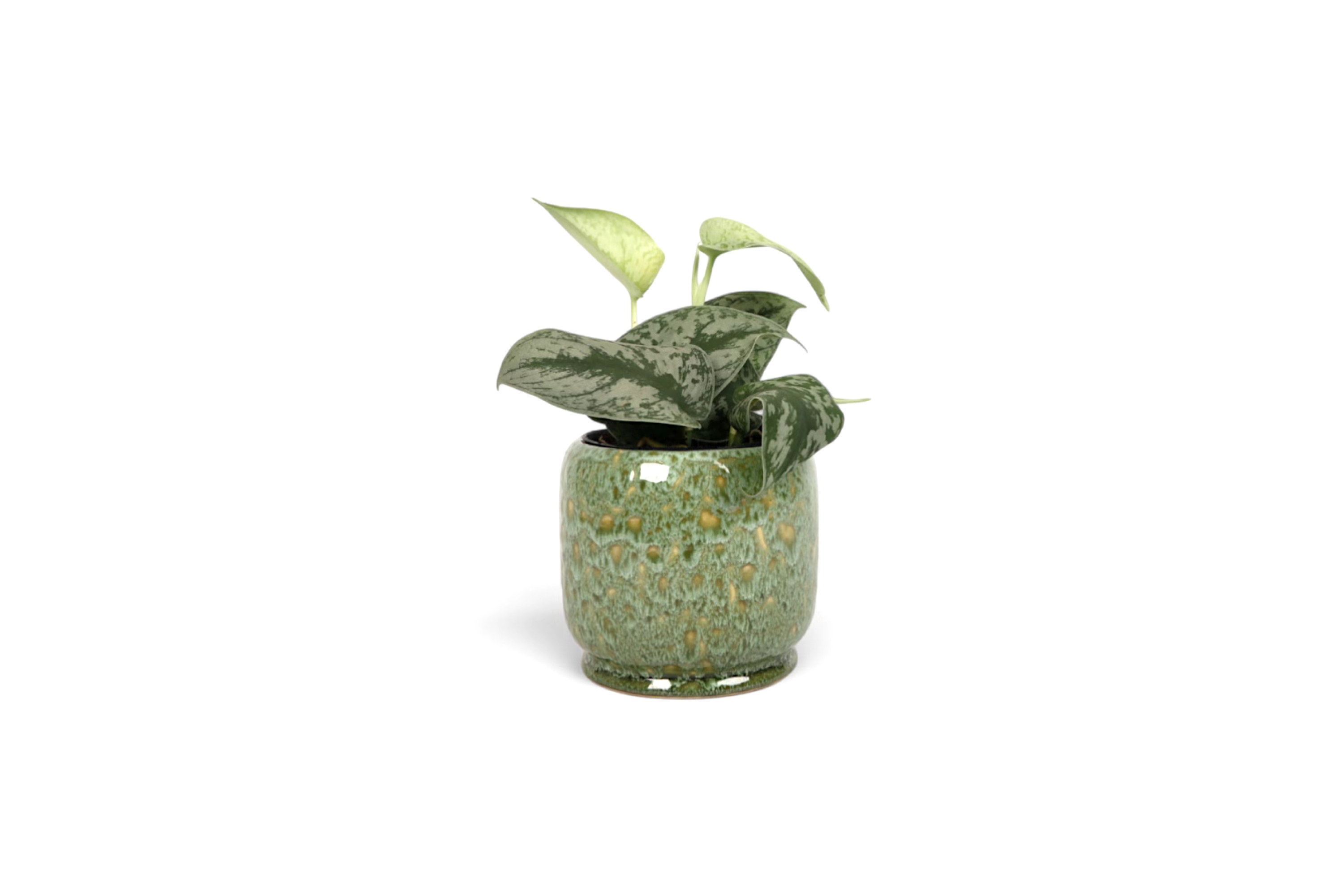 Scindapsus pictus 'Trebie' – Conservatory Archives