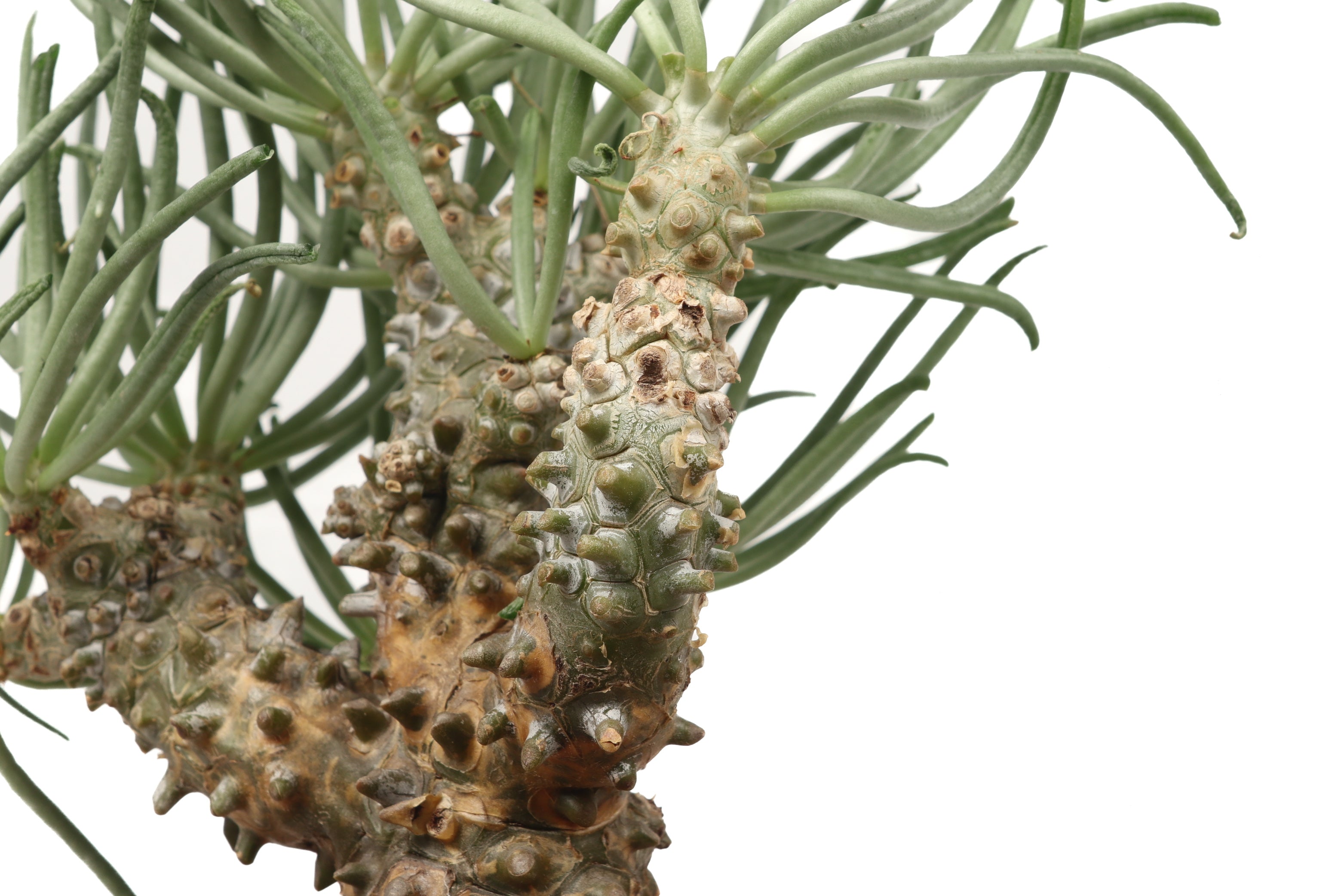 Tylecodon wallichii – Conservatory Archives