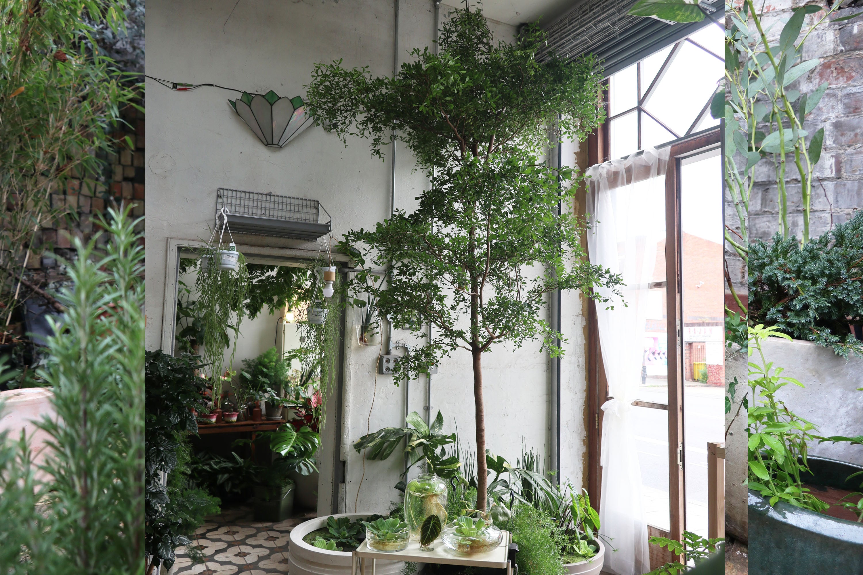 Bucida buceras 'Shady Lady' – Conservatory Archives