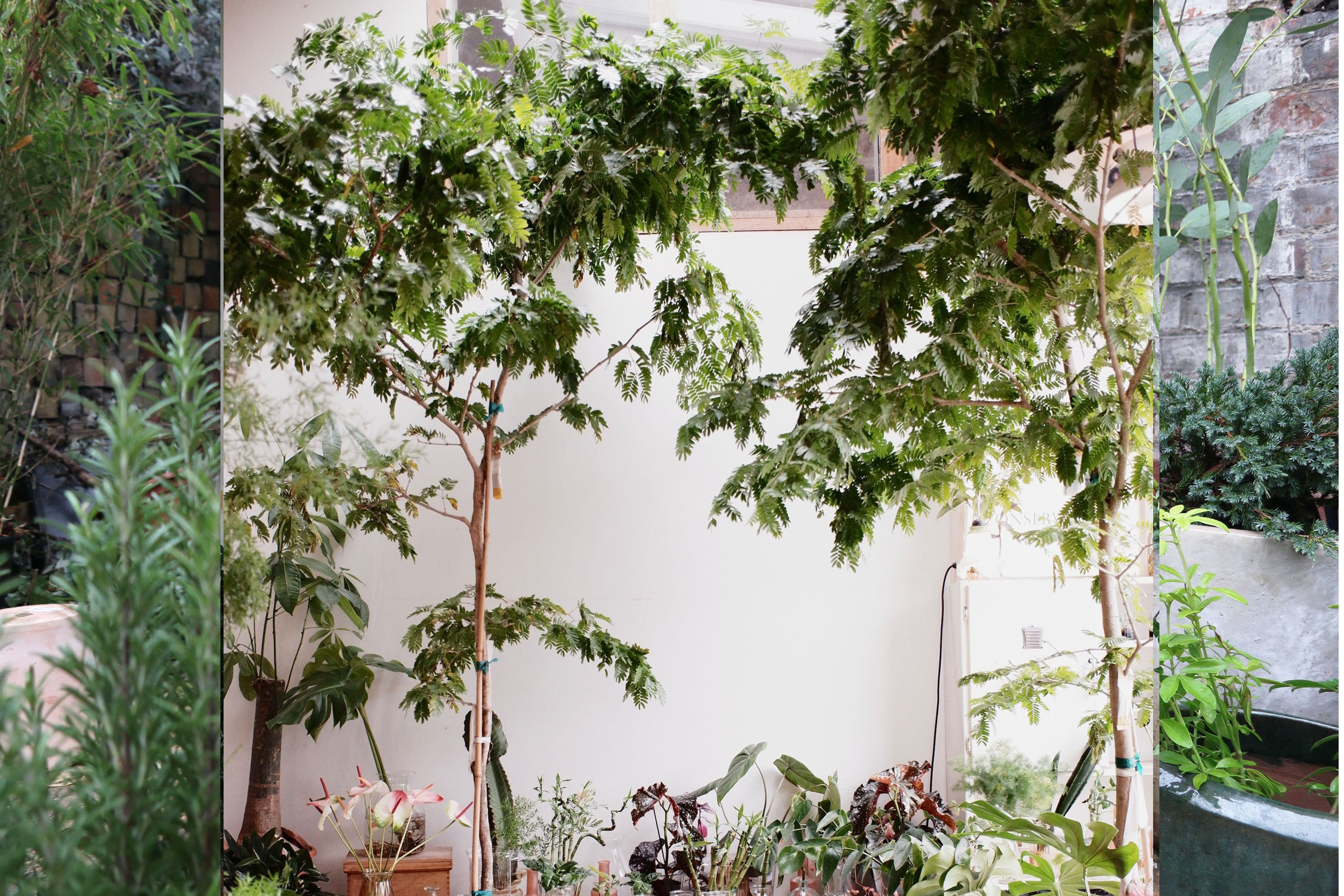 Bulnesia arborea – Conservatory Archives