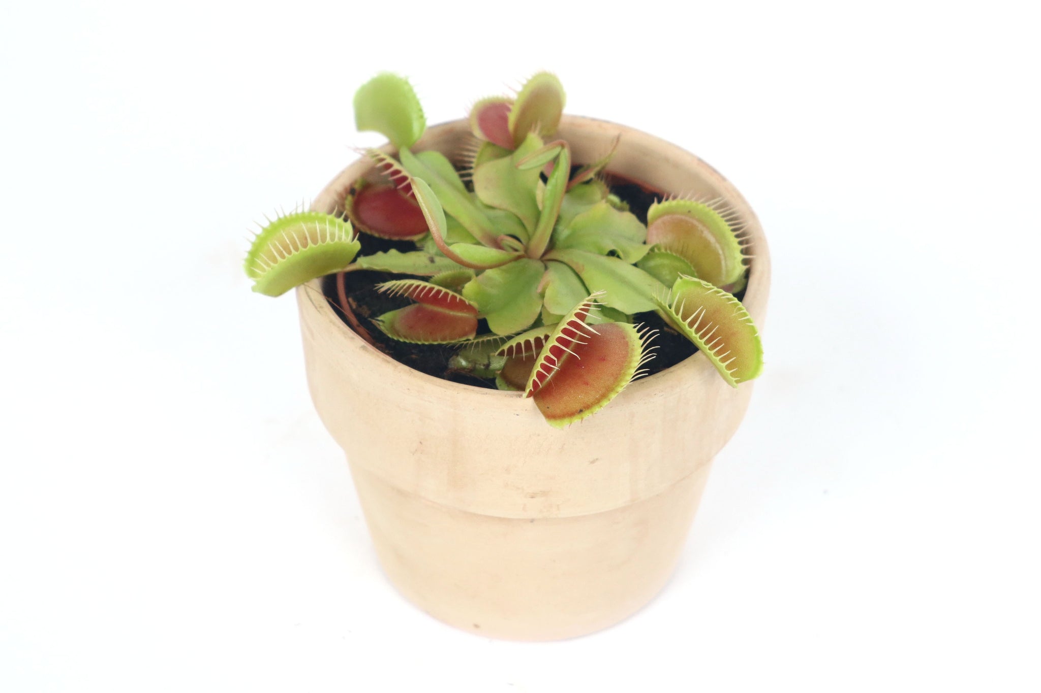 Dionaea muscipula Conservatory Archives