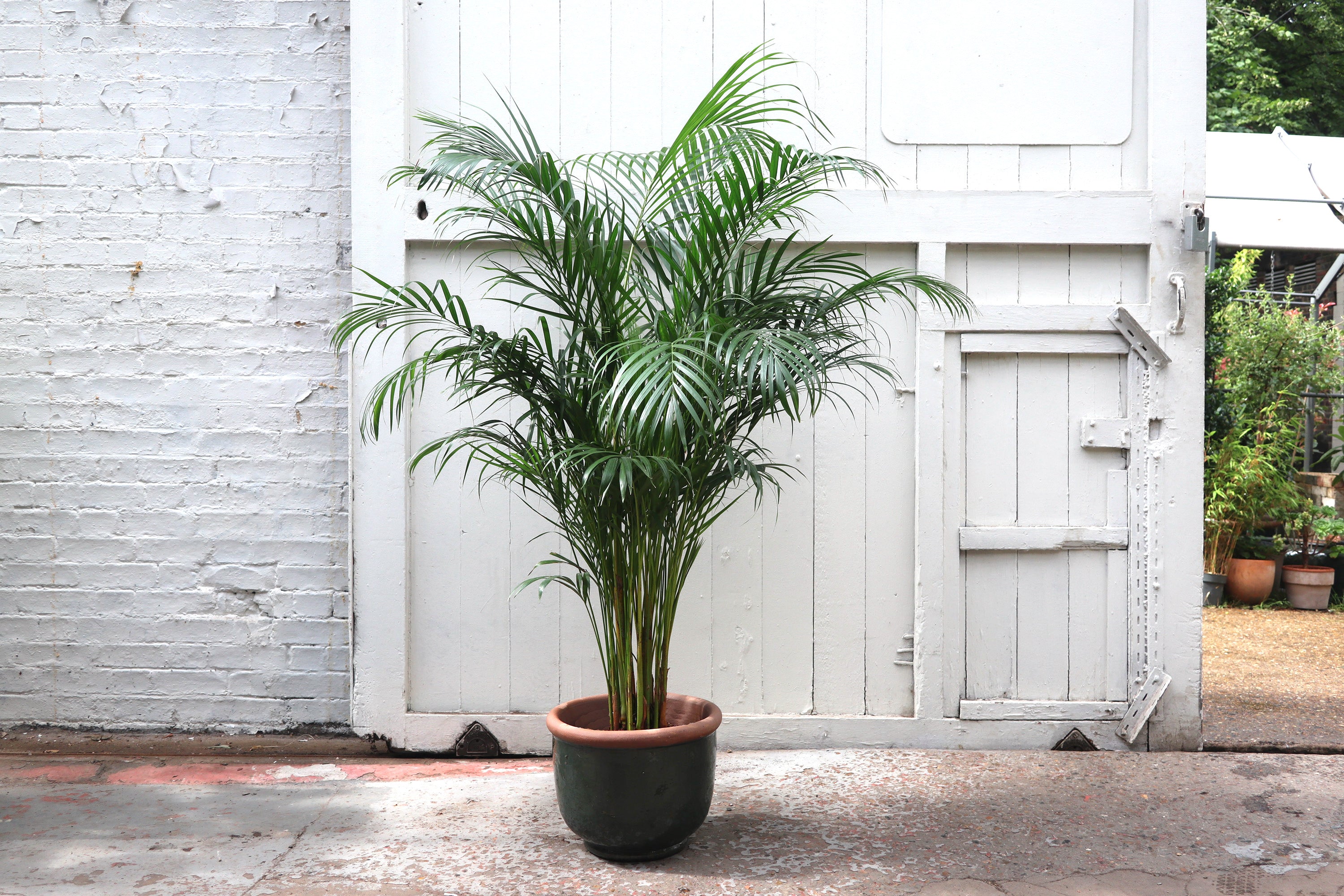 Dypsis (Areca) lutescens – Conservatory Archives