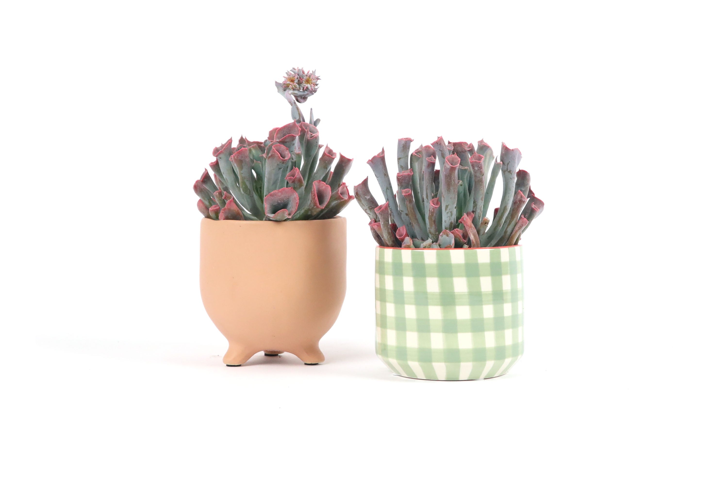 Echeveria 'Pinky Trumpet' – Conservatory Archives
