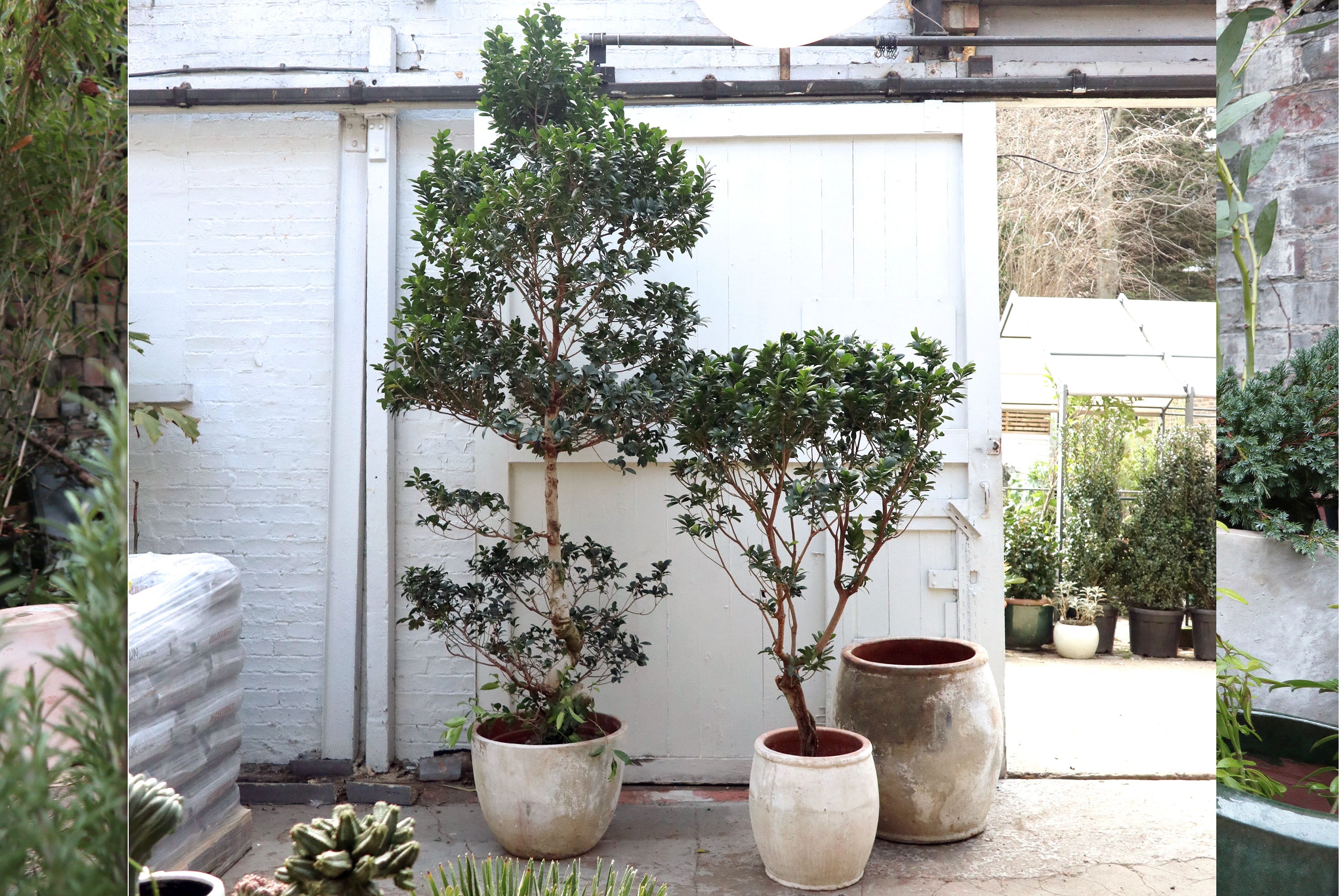 Ficus microcarpa – Conservatory Archives