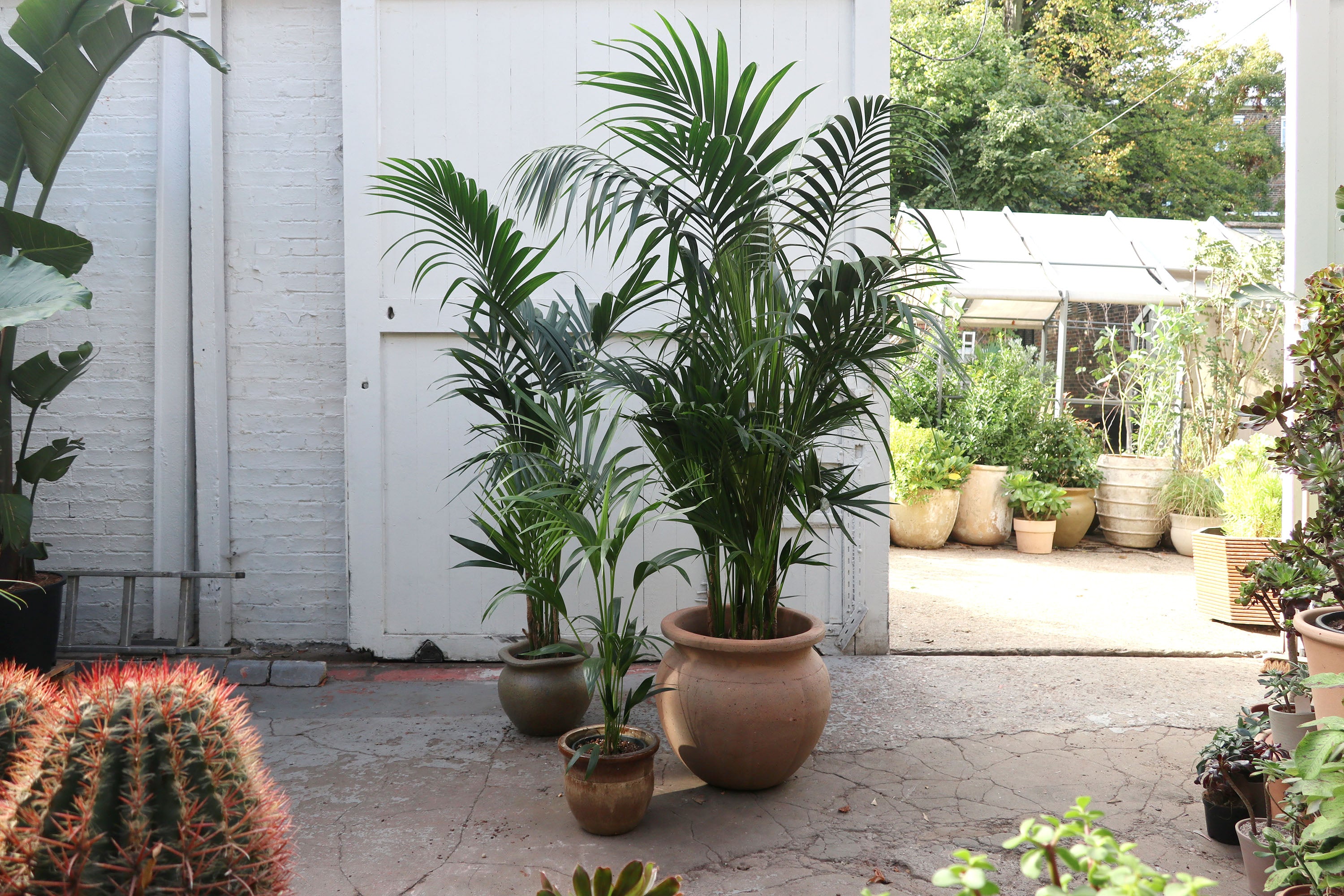 Howea (Kentia) forsteriana – Conservatory Archives