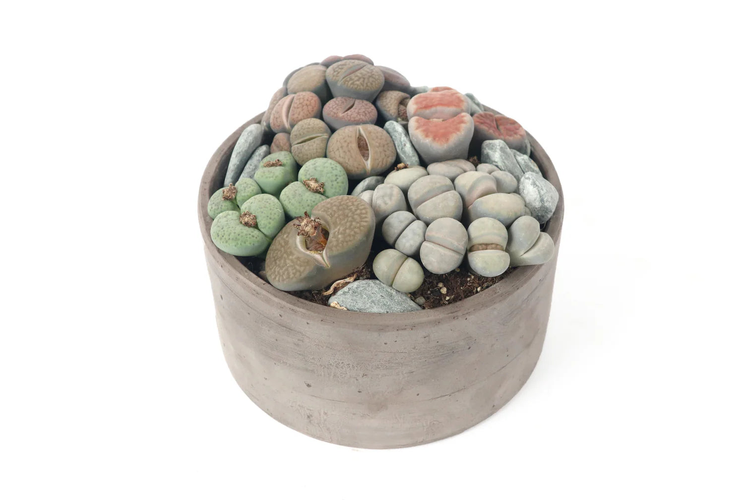Lithops Garden – Conservatory Archives