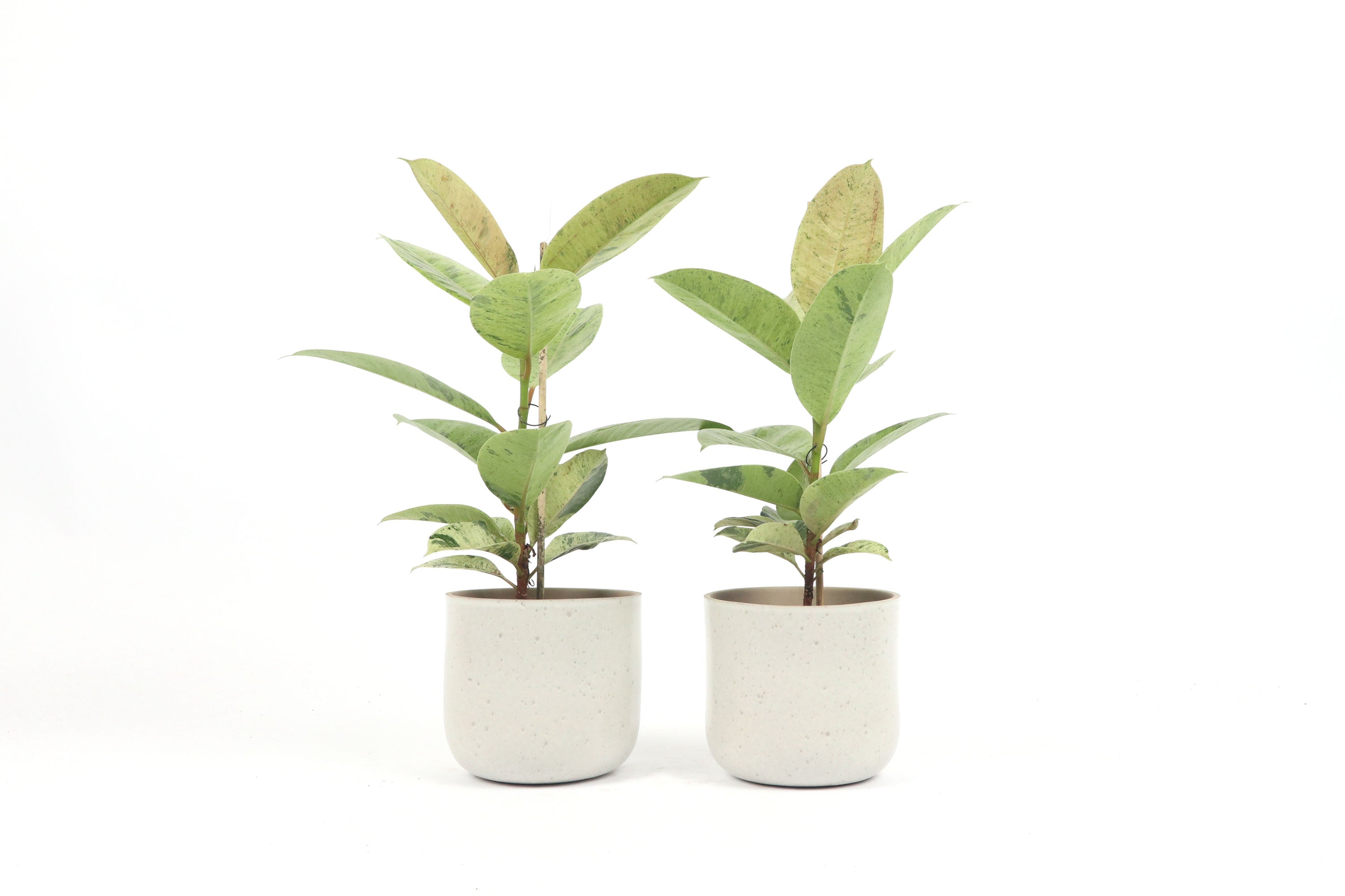 Ficus elastica 'Shivereana Moonshine' – Conservatory Archives