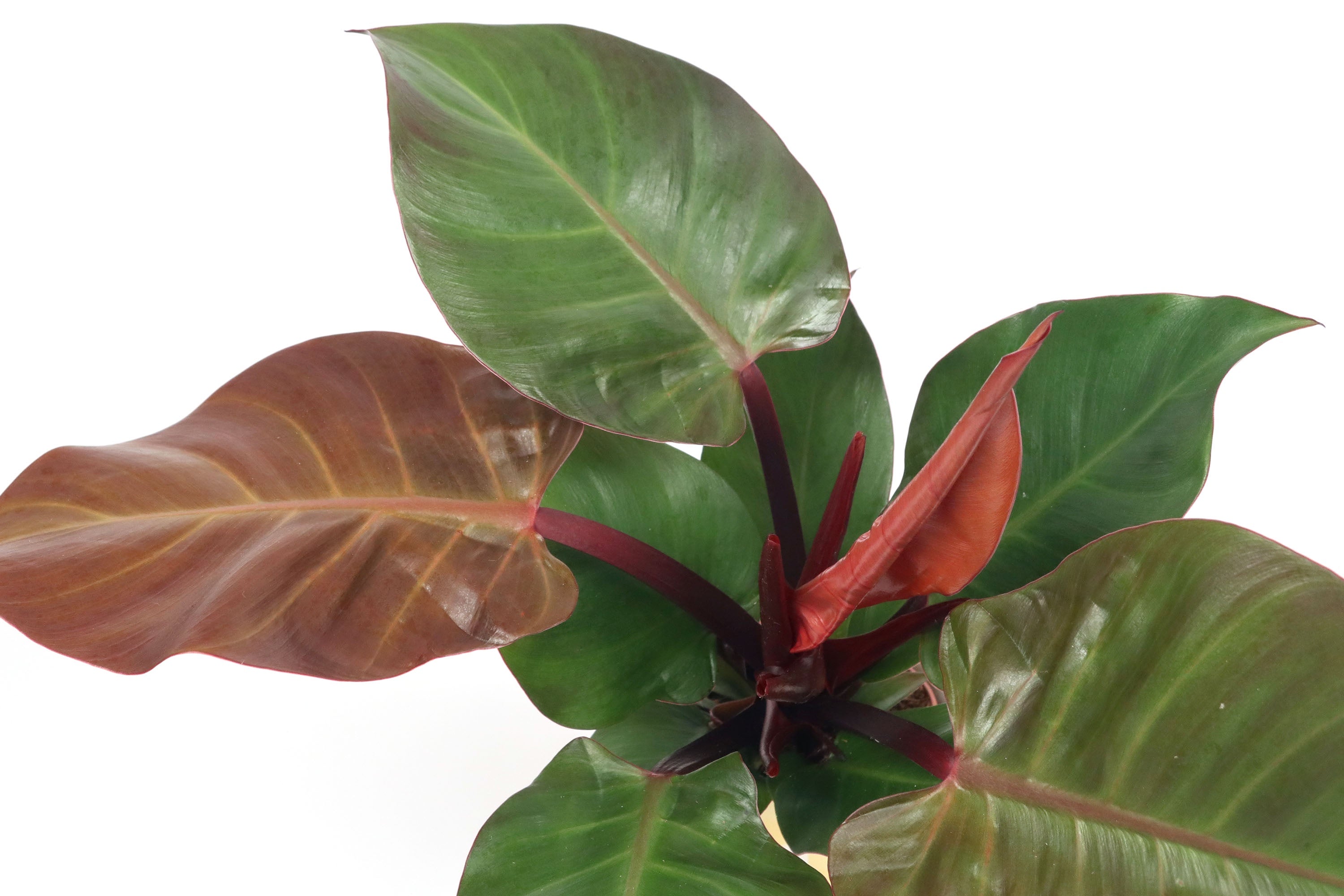 Philodendron 'Sunlight' – Conservatory Archives