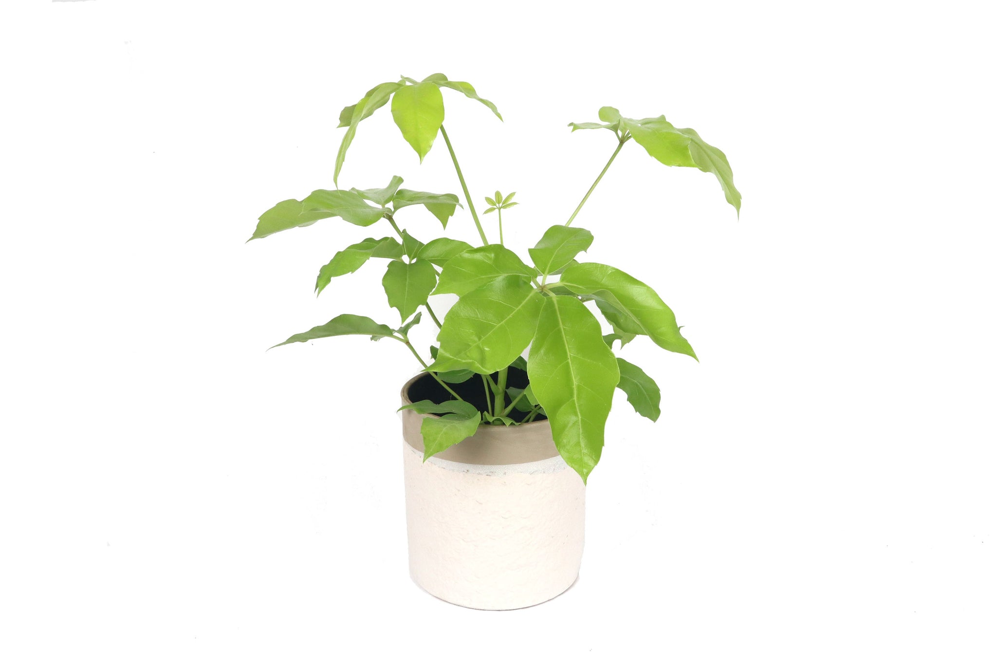Amate Schefflera Plant Oasis Horticulture | SCHEFFLERA AMATE 250MM POT