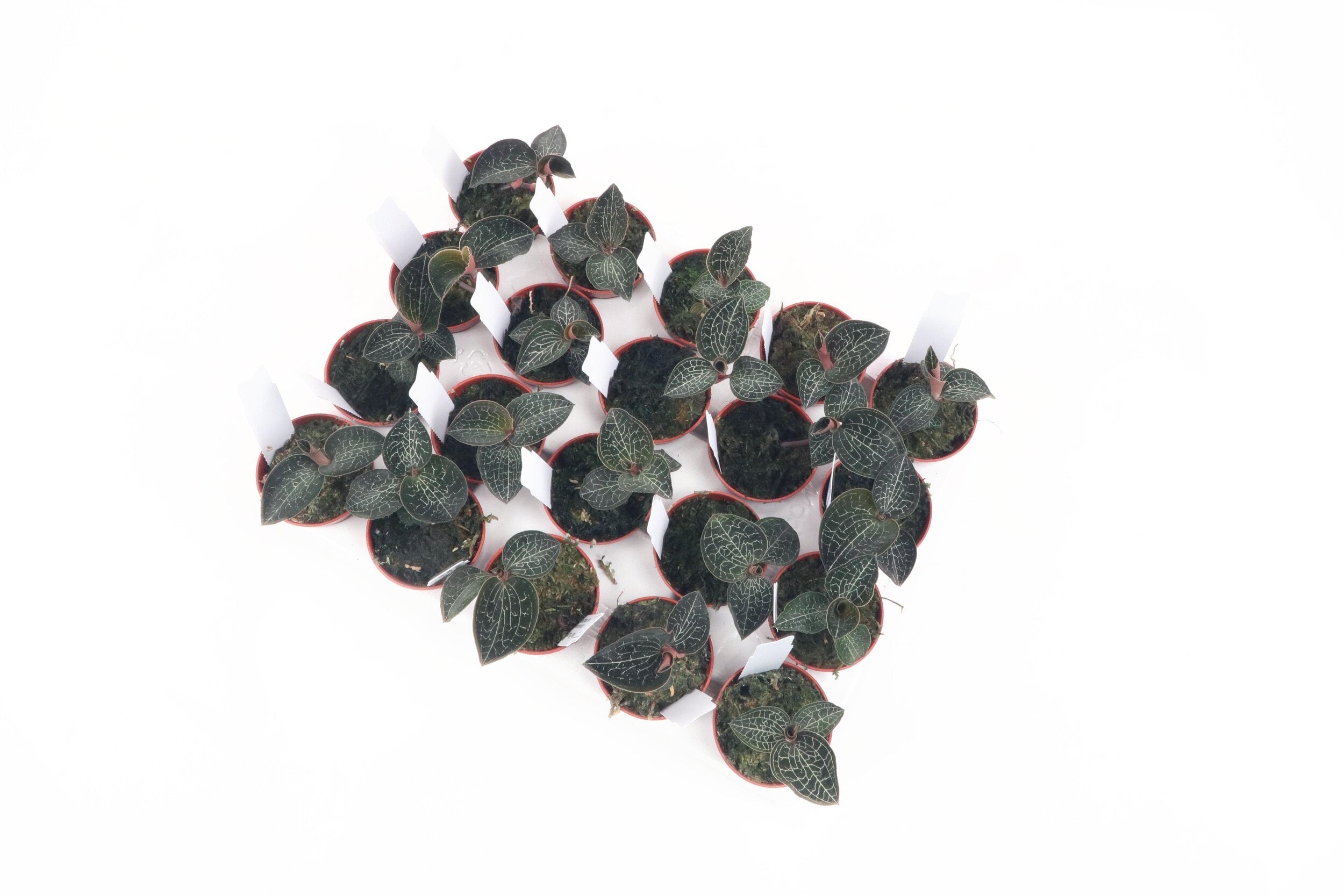 Anoectochilus formosanus 'Jewel Orchid' – Conservatory Archives