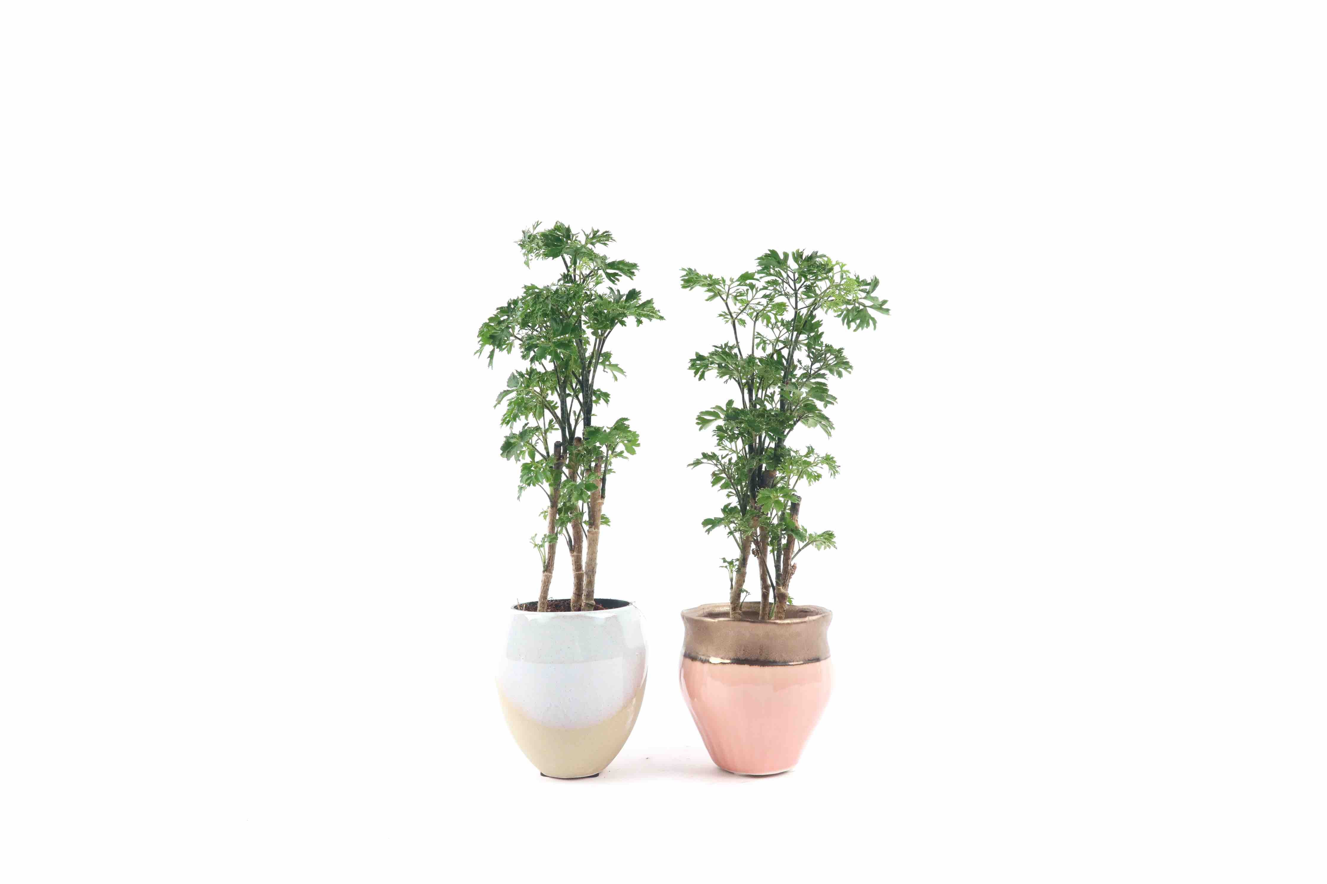 Aralia (Polyscias) 'Ming' – Conservatory Archives