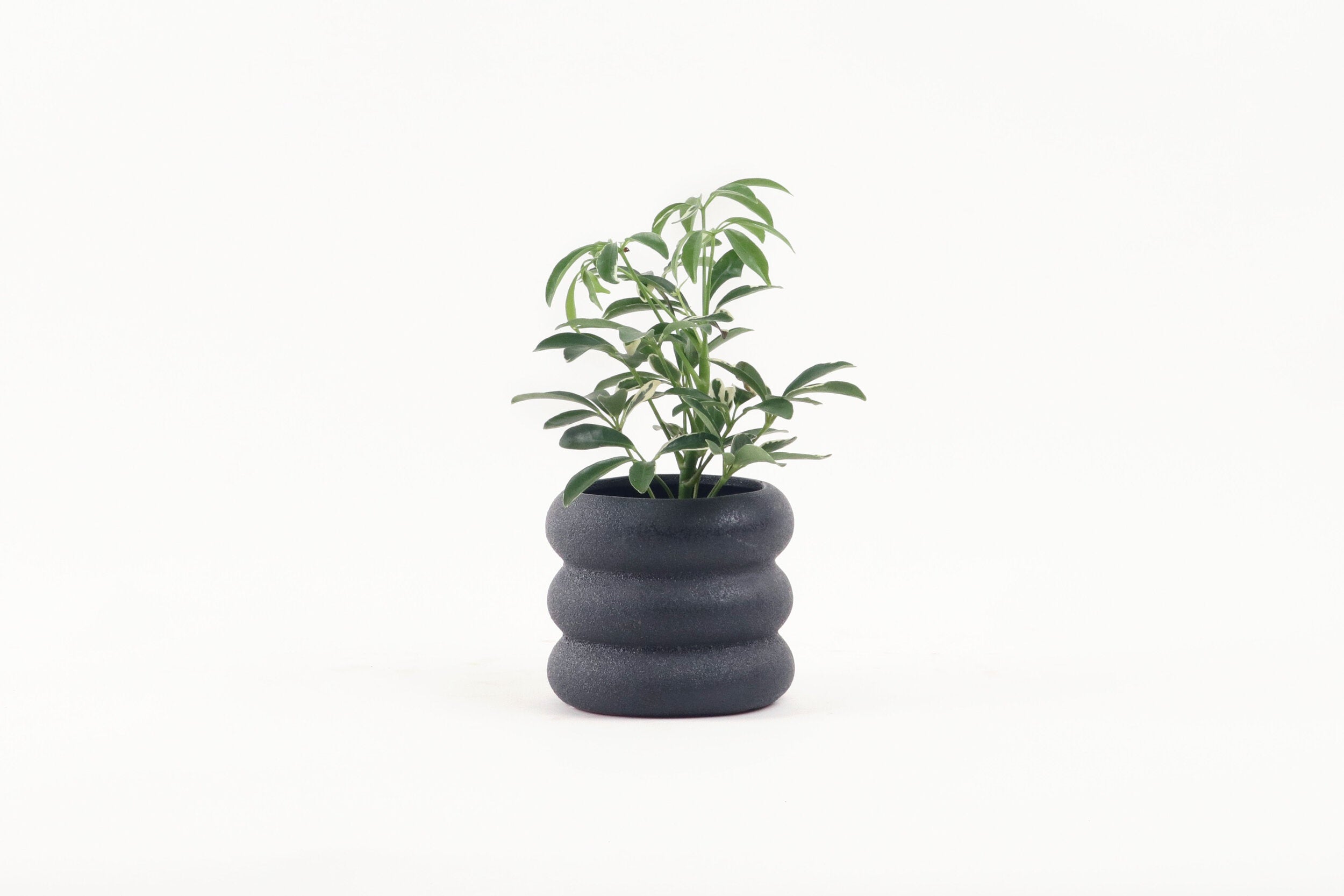 Schefflera arboricola 'Moondrop' – Conservatory Archives