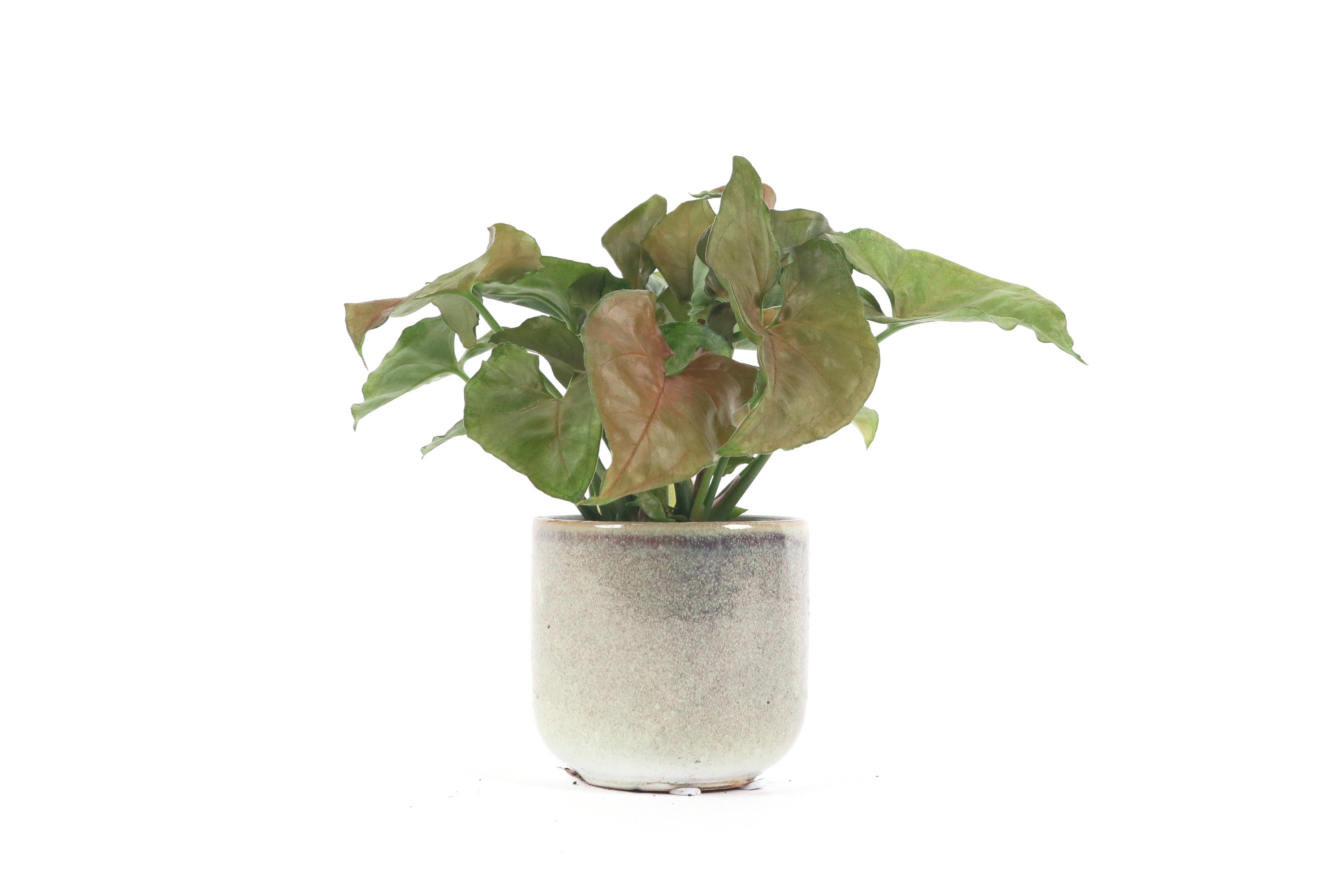 Syngonium podophyllum 'Neon Robusta' – Conservatory Archives