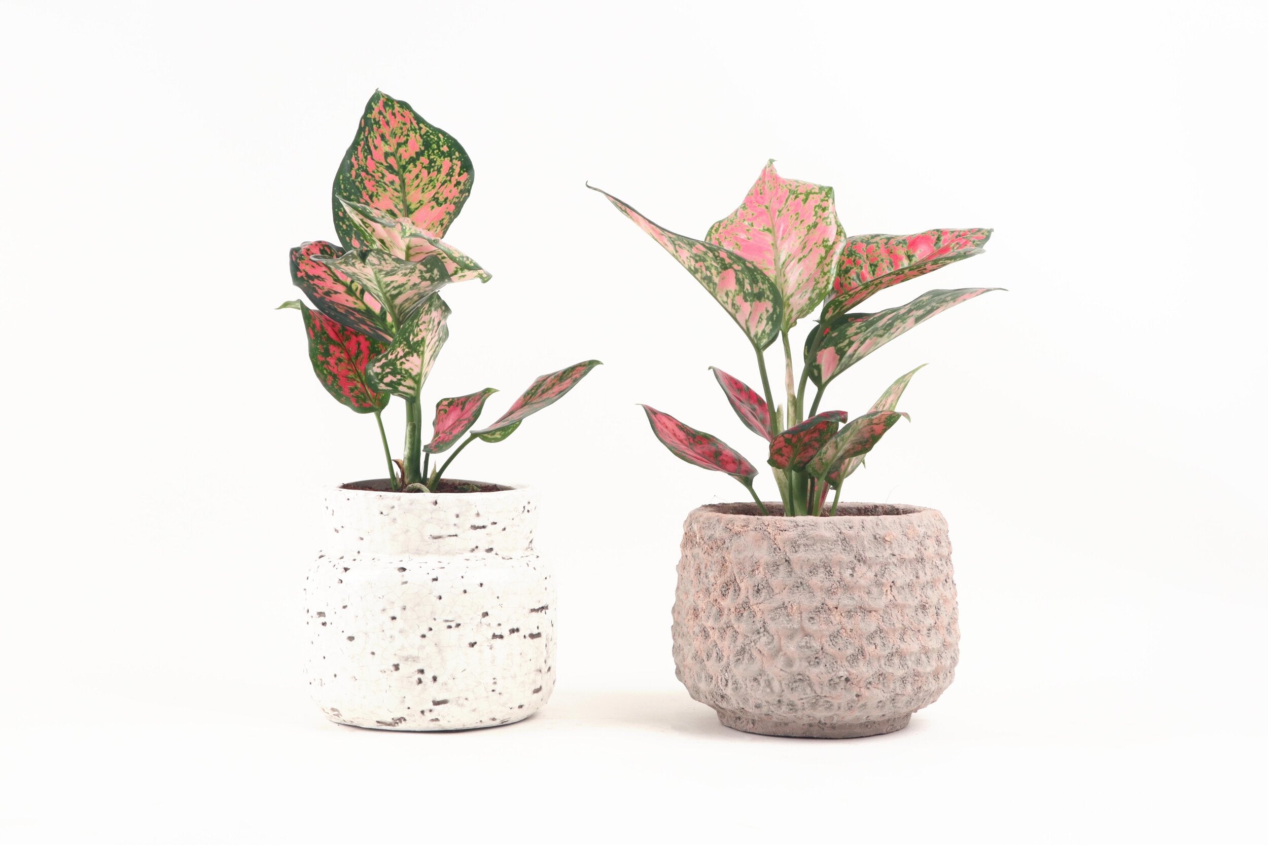 Aglaonema 'Spotted Star' – Conservatory Archives