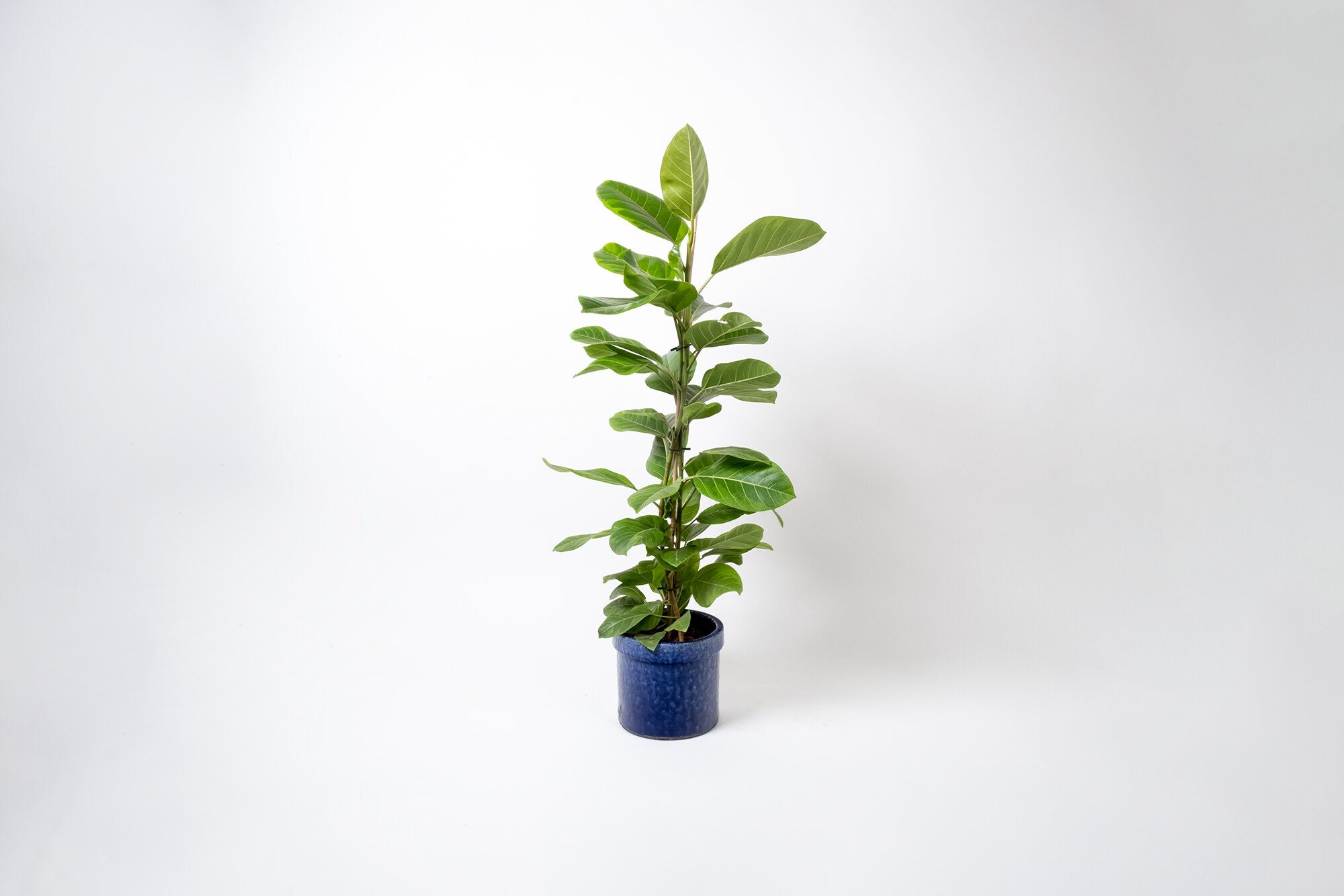 Ficus altissima 'Golden Gem' – Conservatory Archives