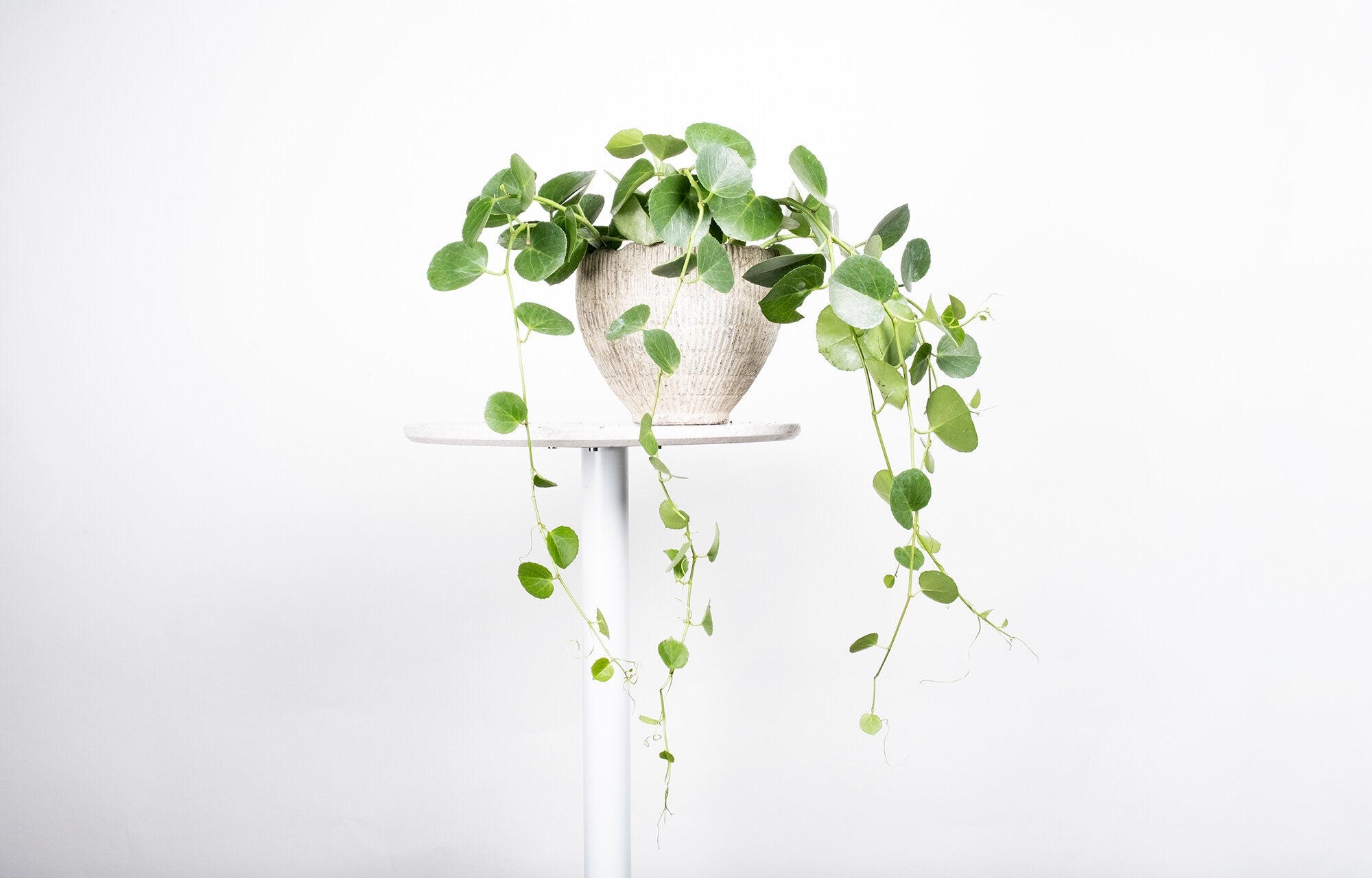 Cissus rotundifolia – Conservatory Archives