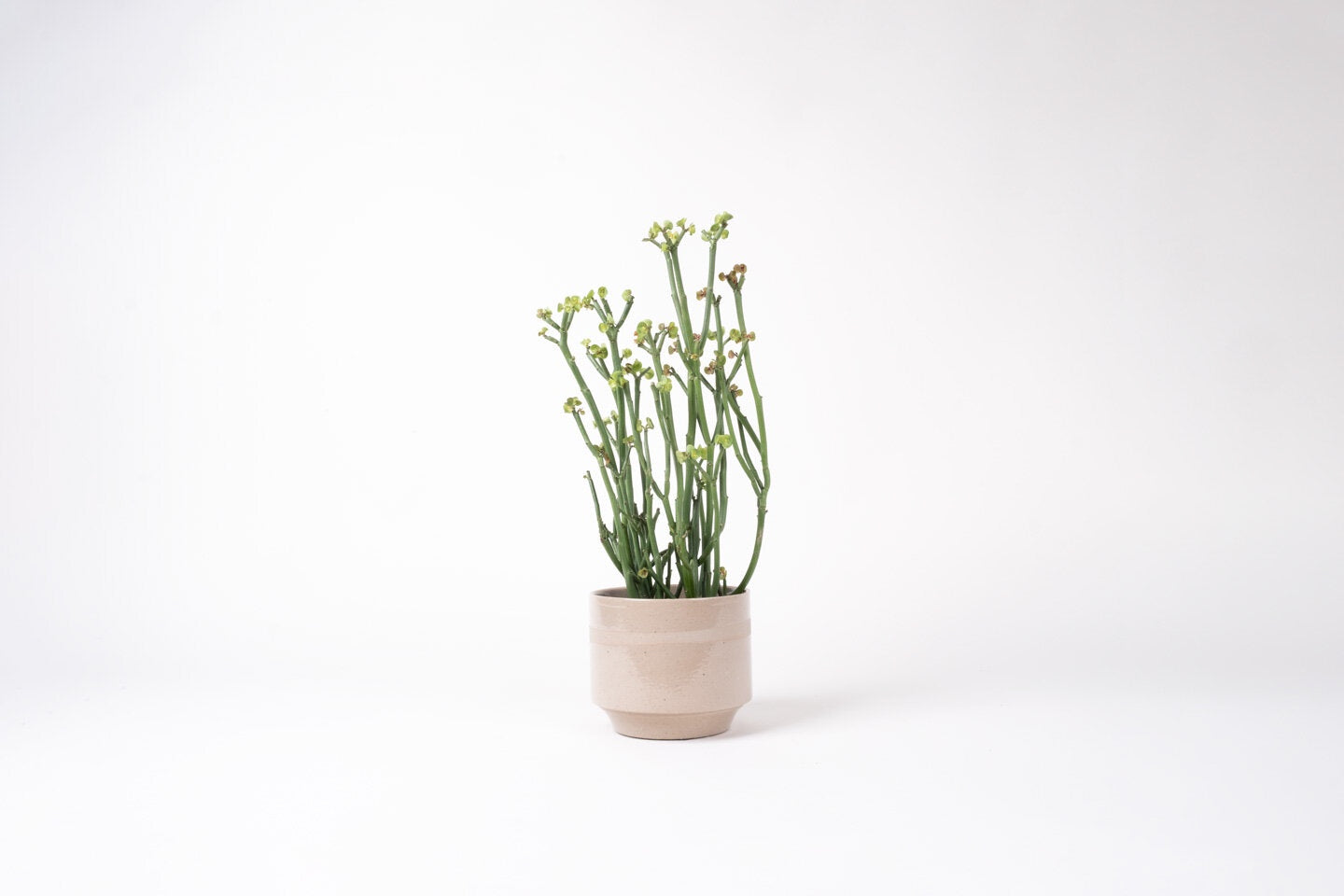 Euphorbia phosphorea – Conservatory Archives