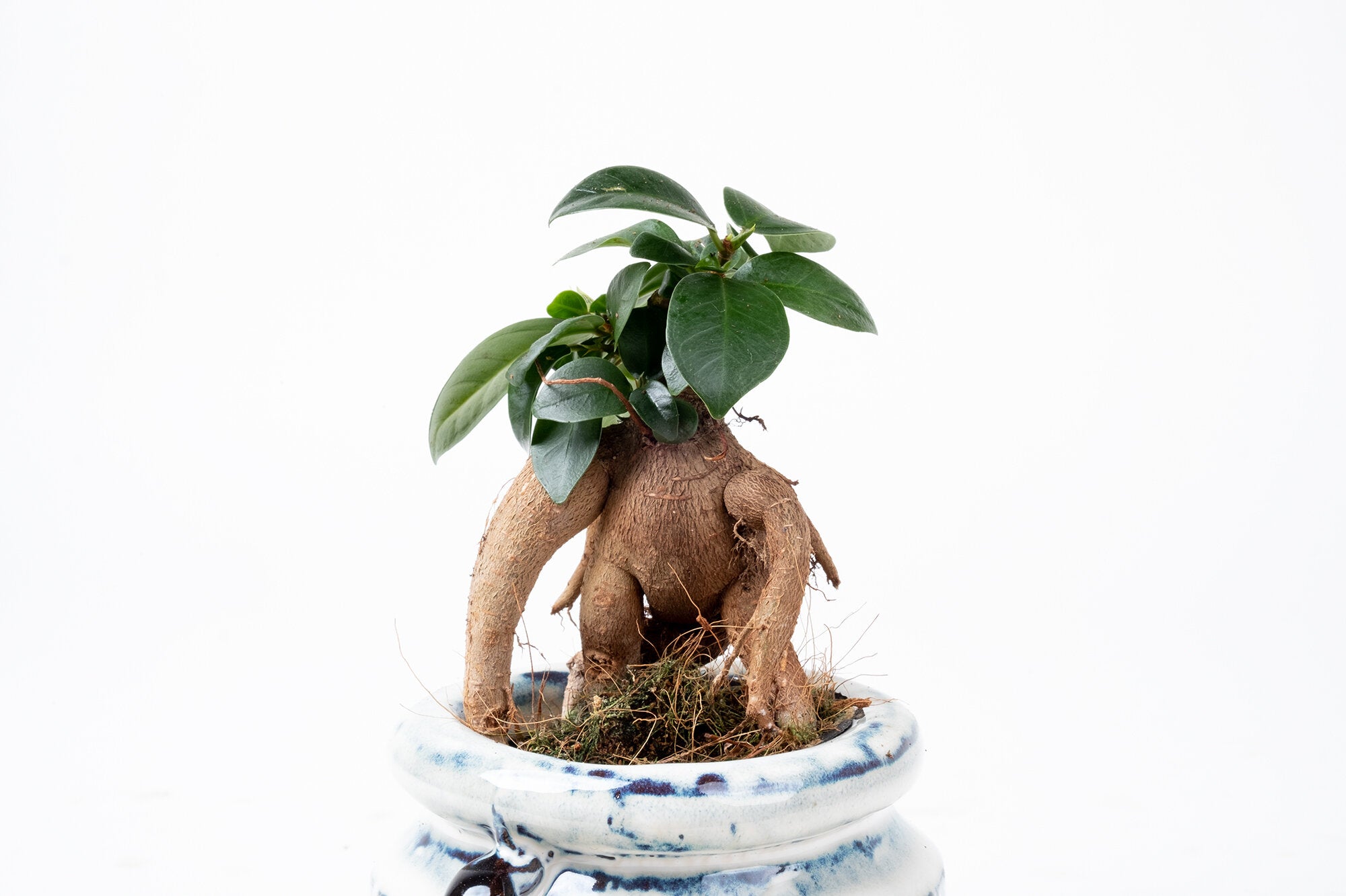 Ficus microcarpa – Conservatory Archives