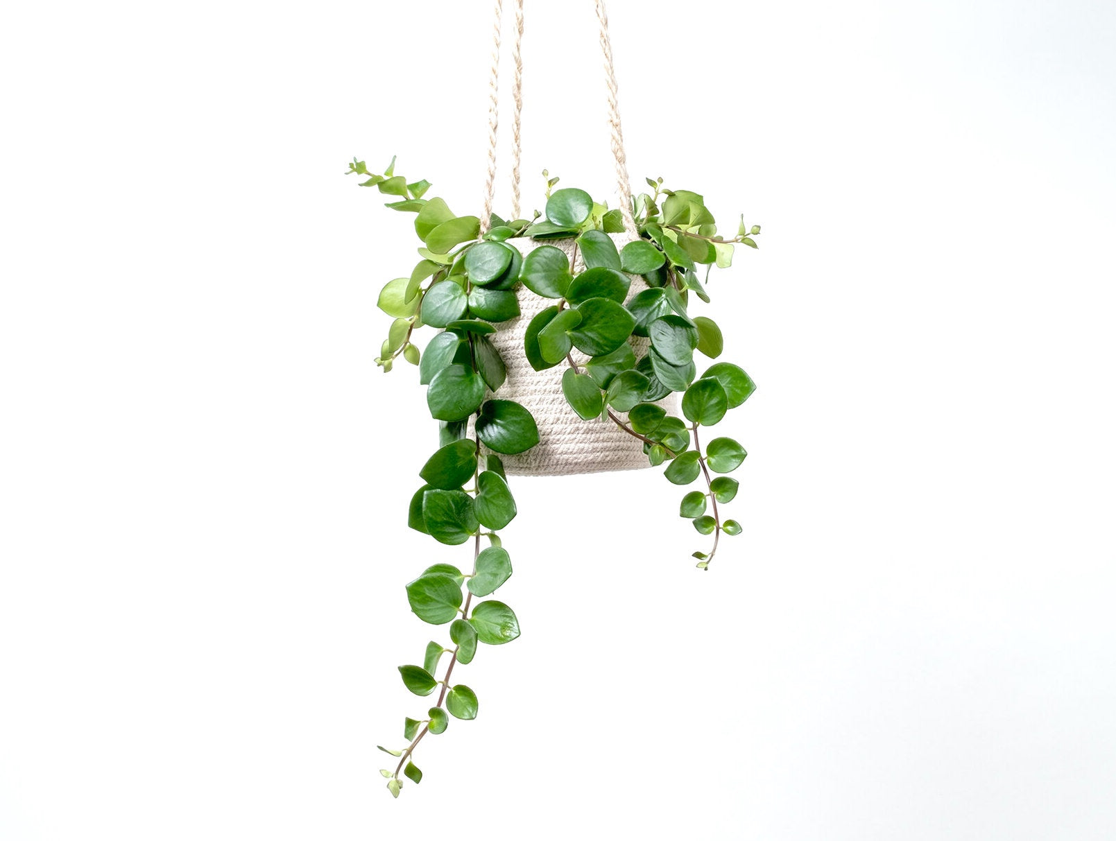 Aeschynanthus radicans 'Thai Pink' – Conservatory Archives