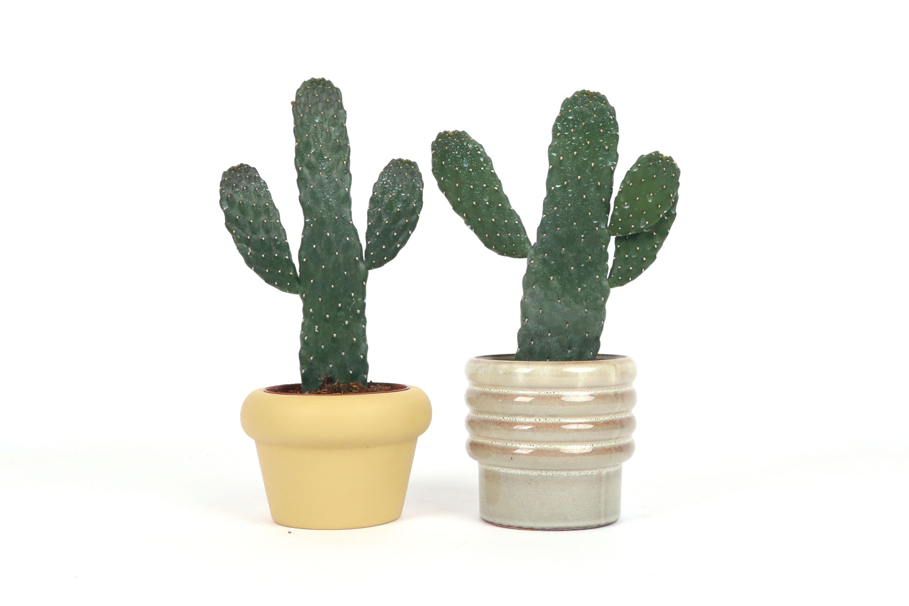 Opuntia rubescens (syn. Consolea rubescens) – Conservatory Archives