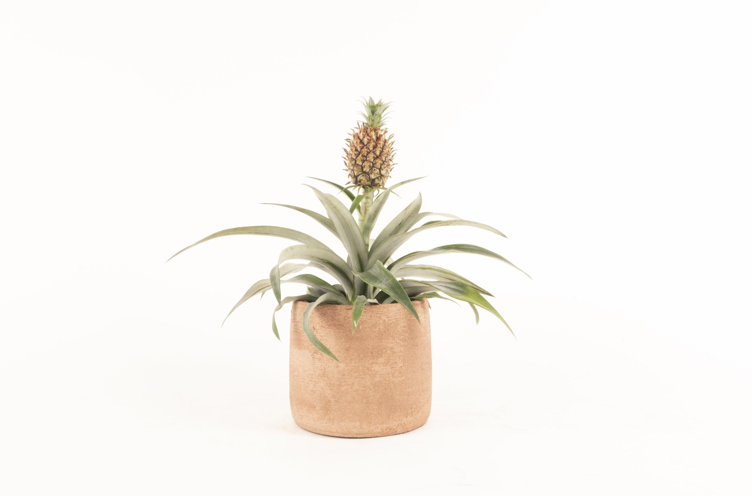 Ananas champaca – Conservatory Archives