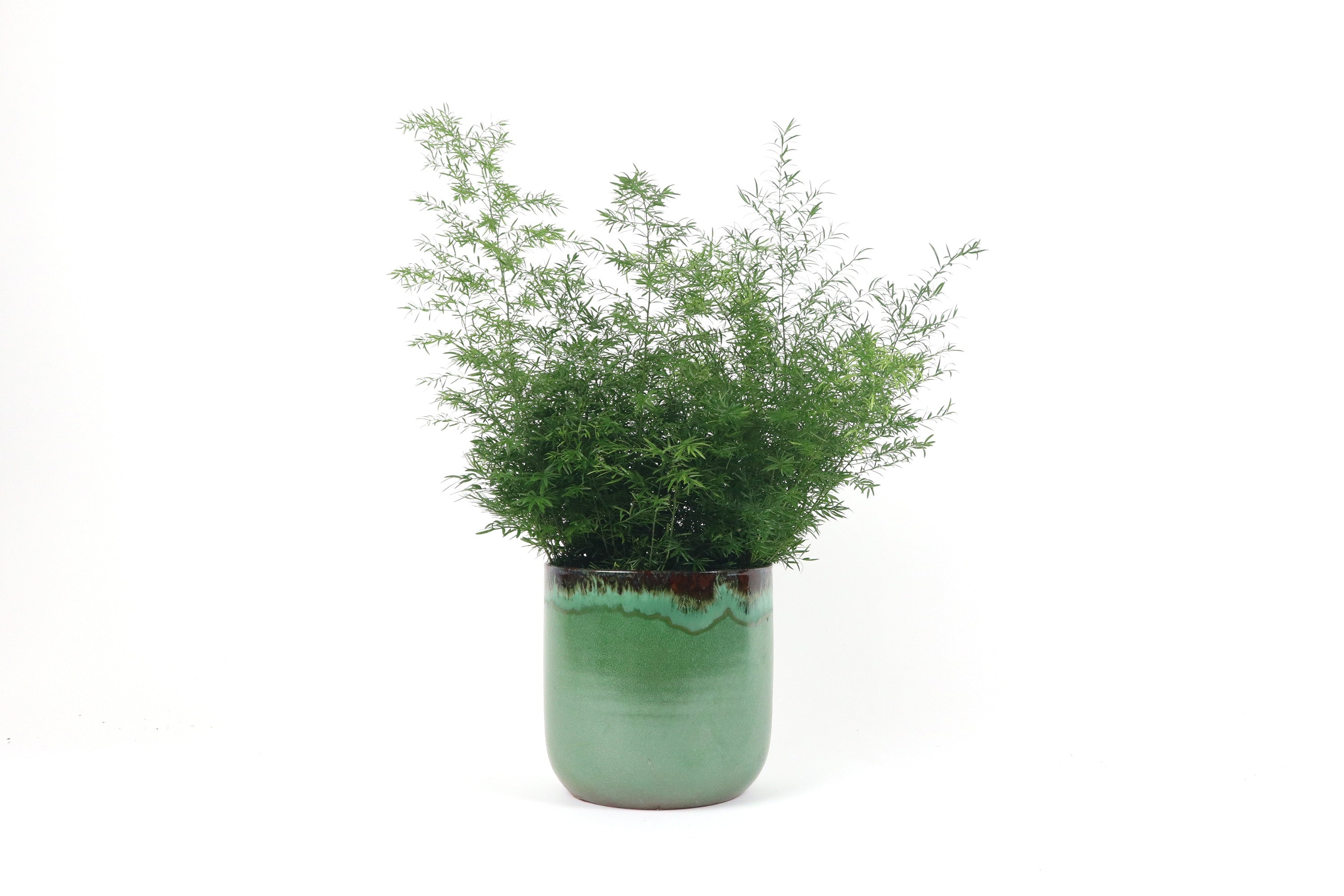 Asparagus densiflorus 'Cwebe' – Conservatory Archives