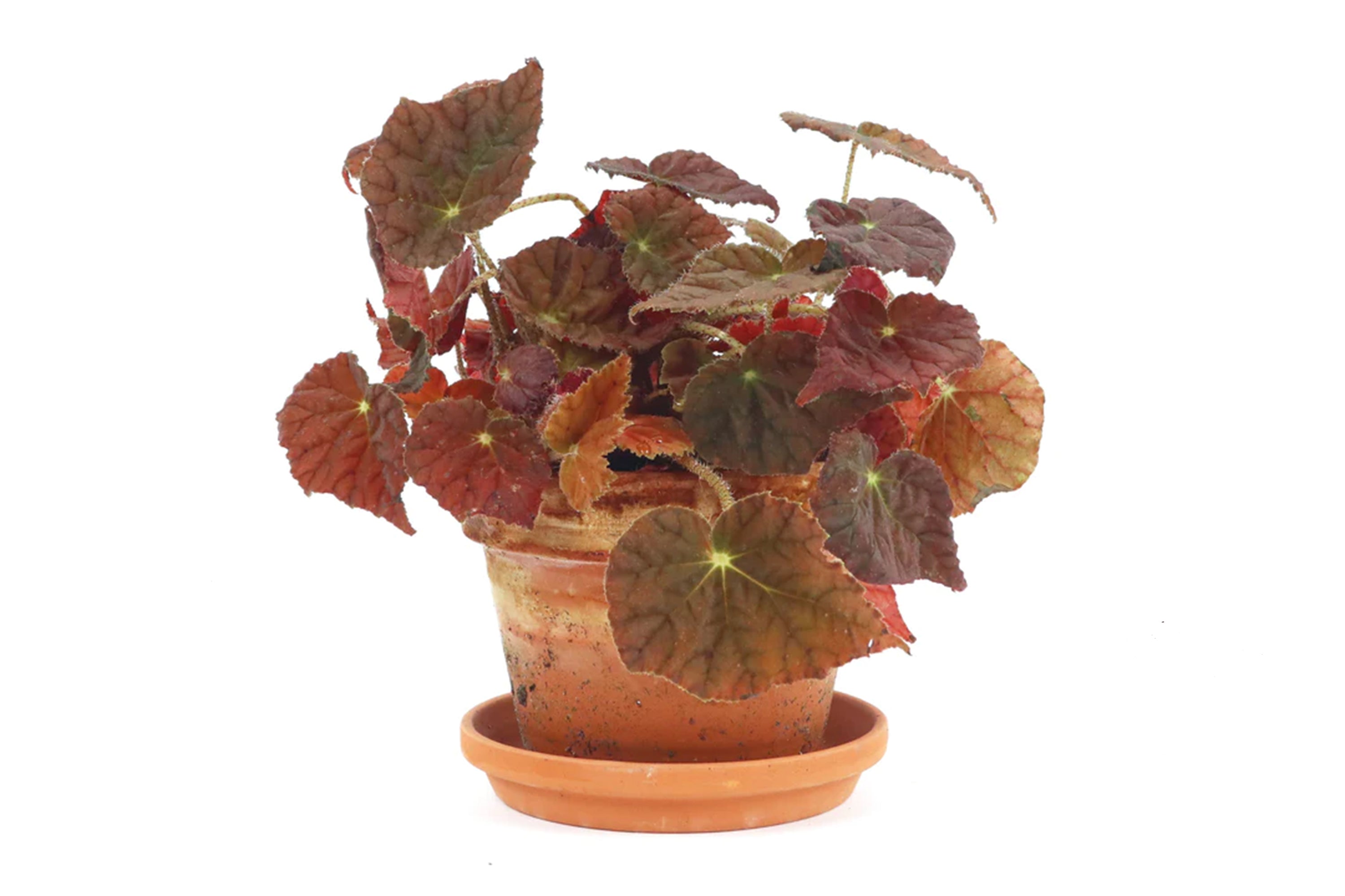 Begonia 'Autumn Ember' – Conservatory Archives
