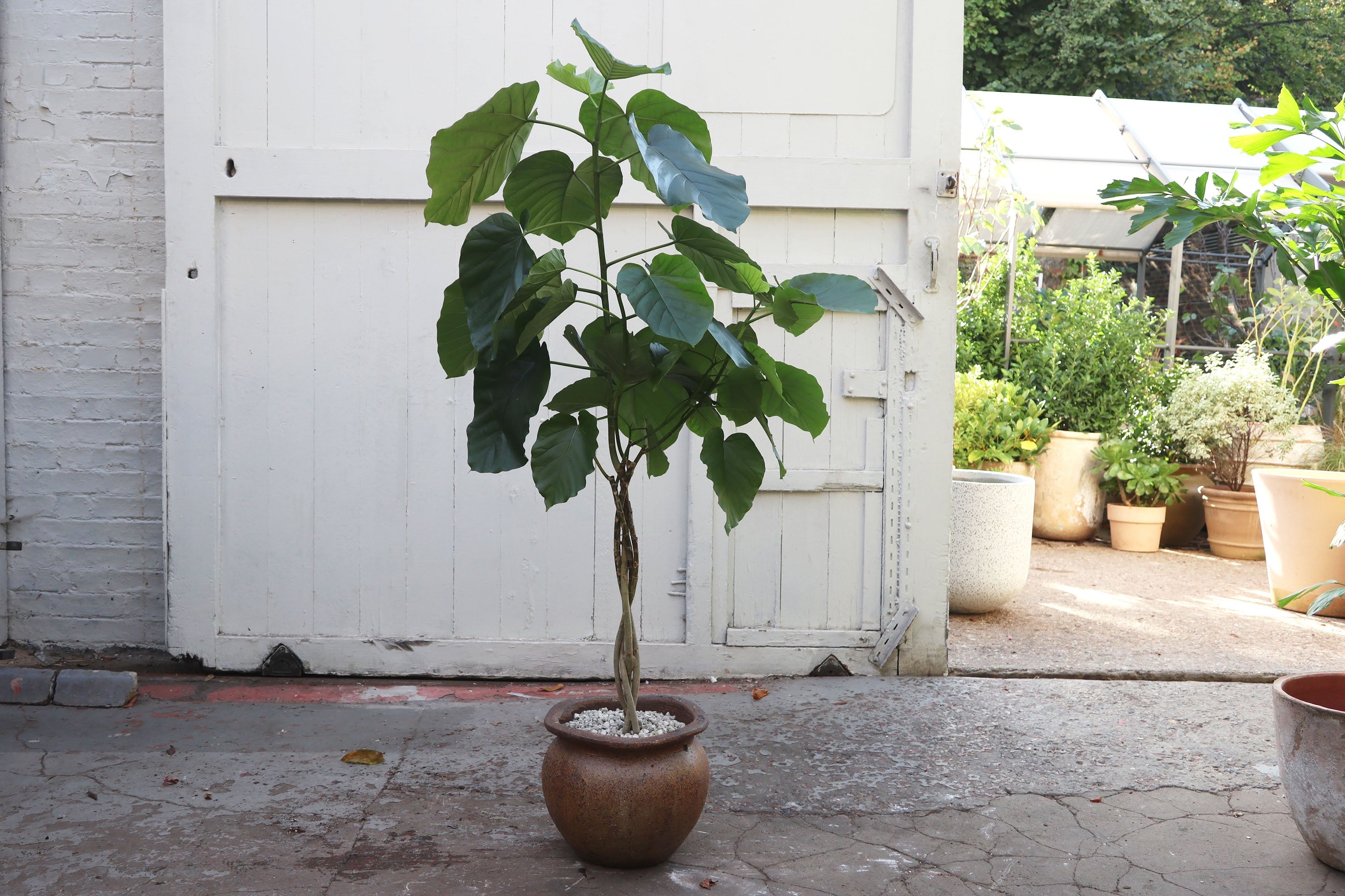 Ficus umbellata – Conservatory Archives