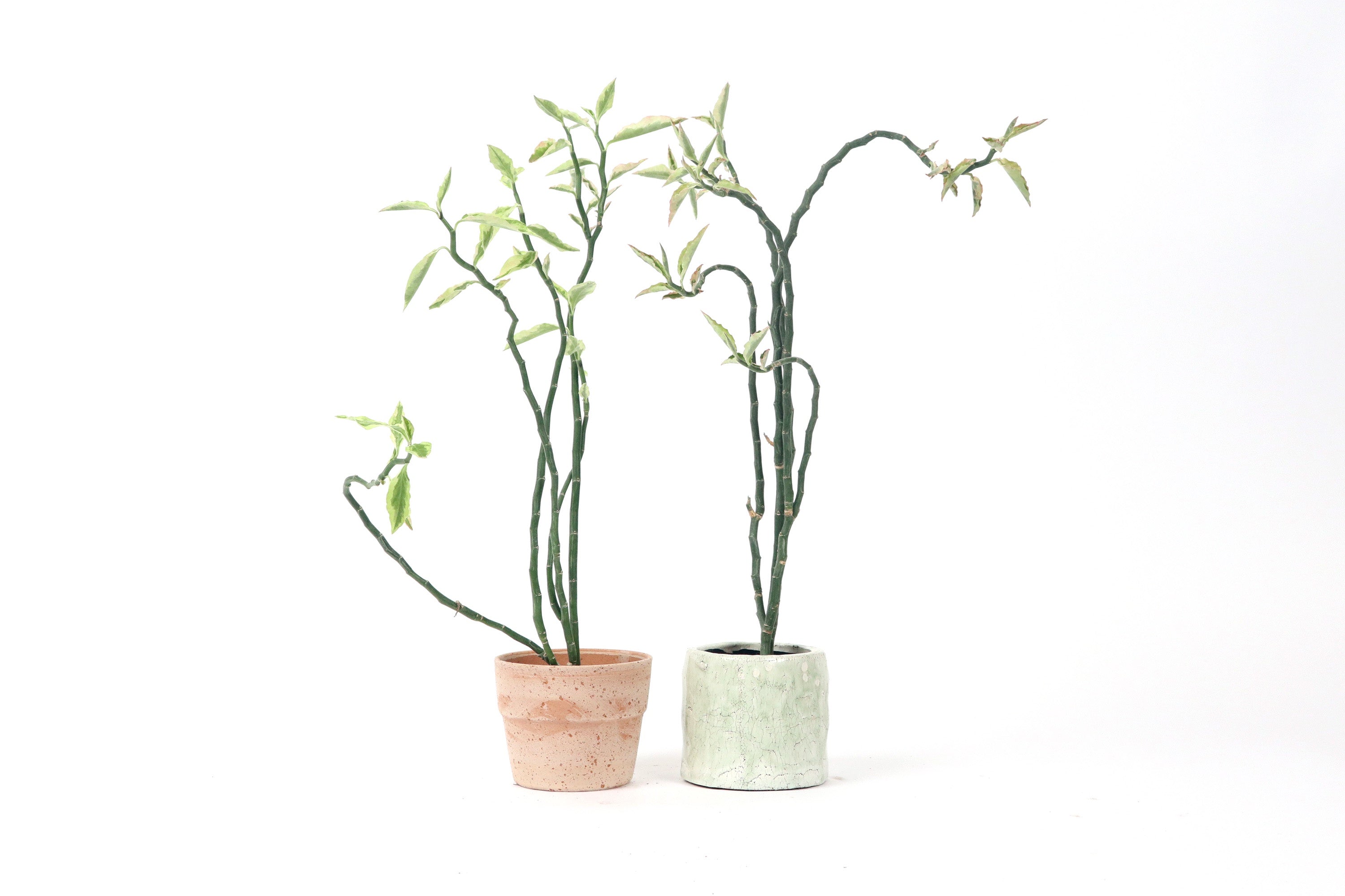 Euphorbia tithymaloides (Pedilanthus tithymaloides) f. variegata ...