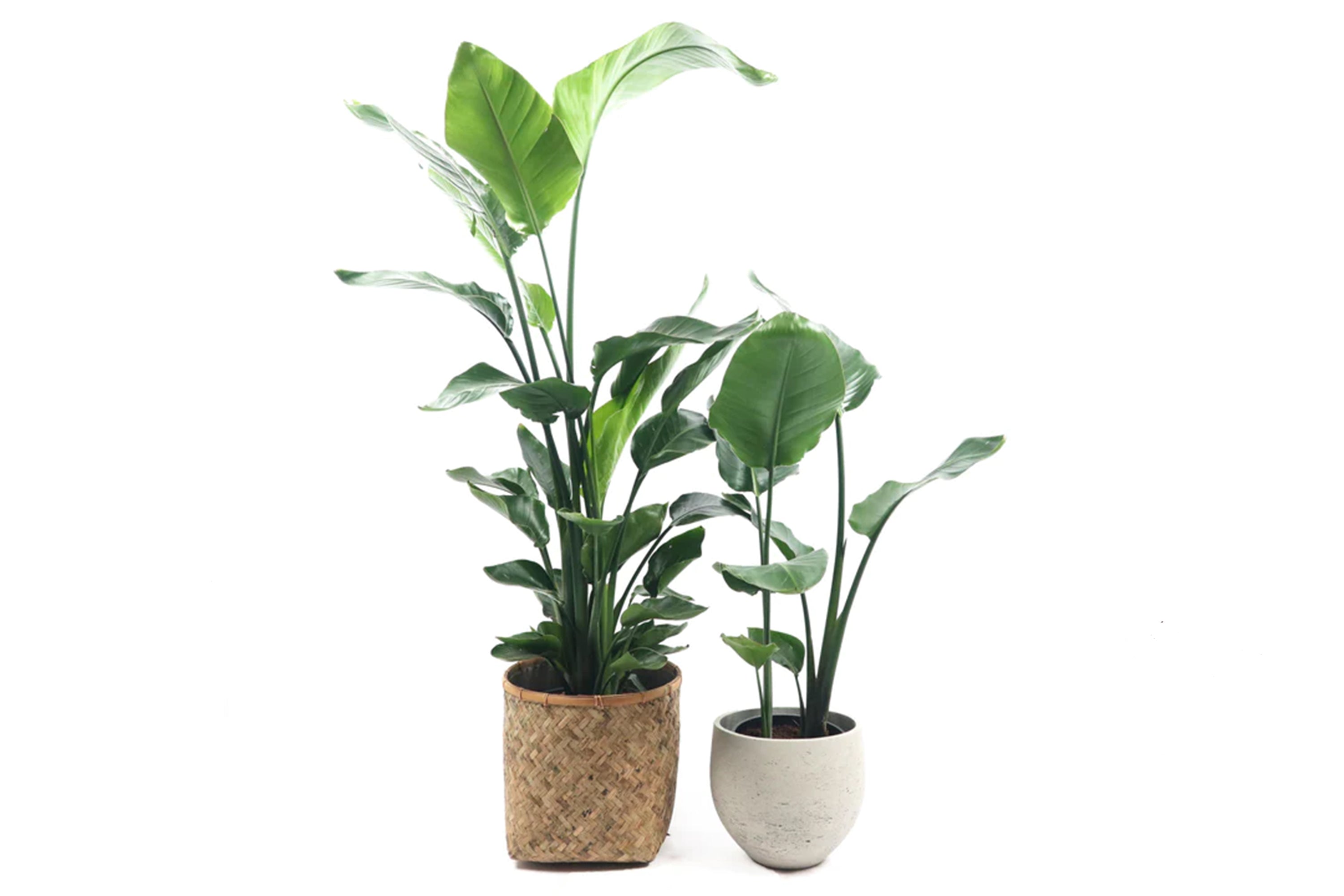 Strelitzia nicolai - large – Conservatory Archives