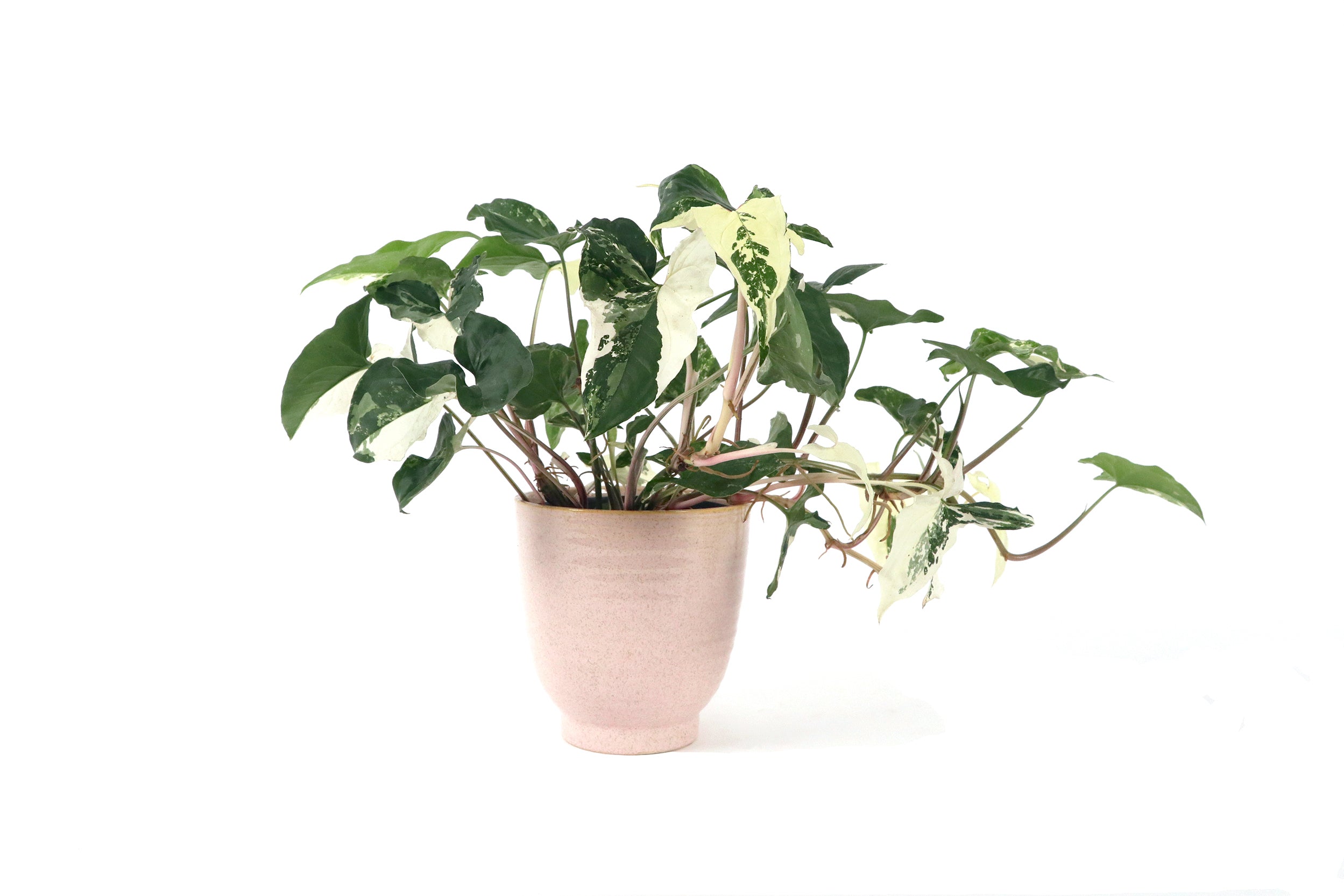 Syngonium podophyllum albo variegatum – Conservatory Archives