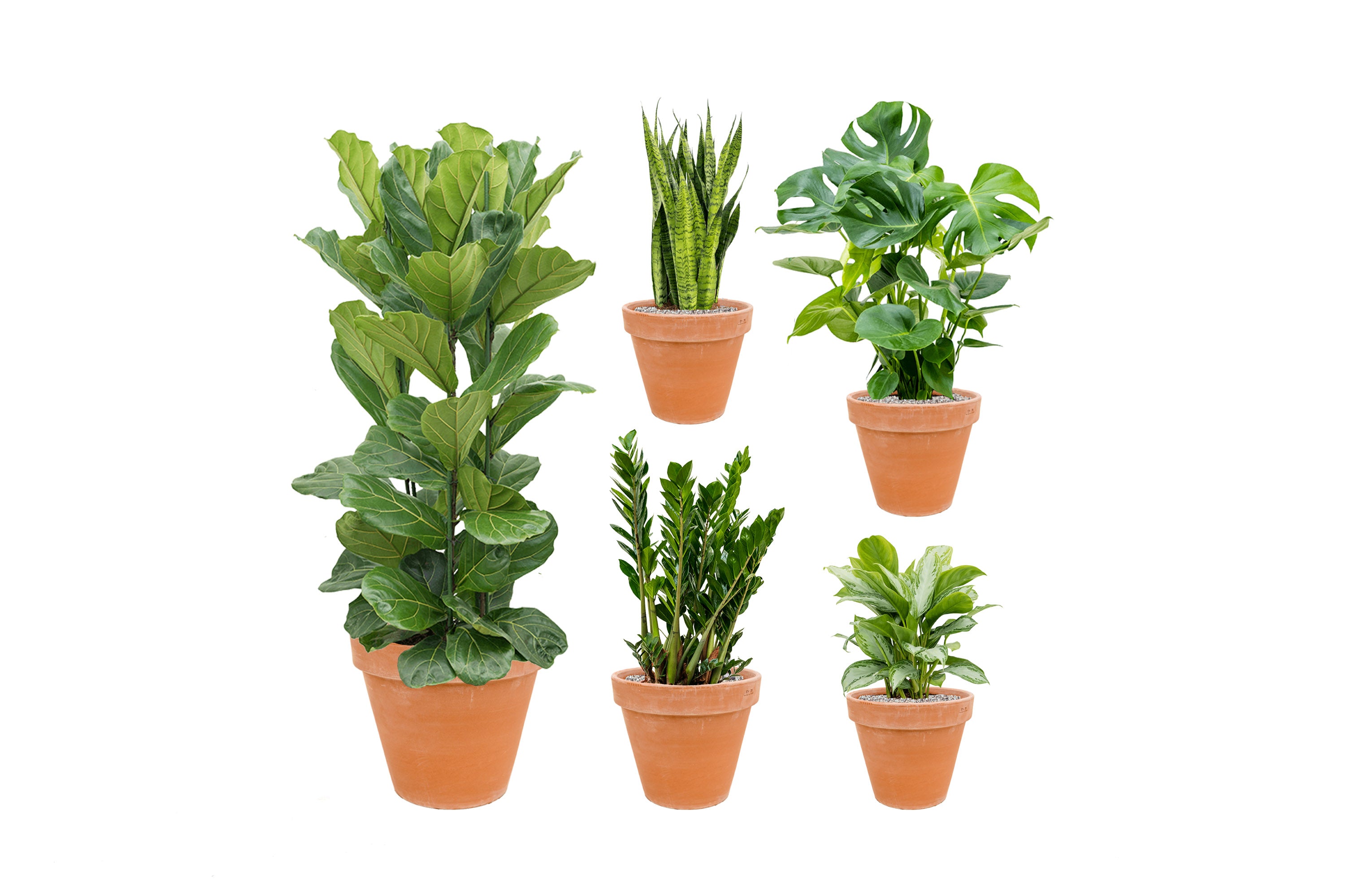 Terracotta Collection – Conservatory Archives